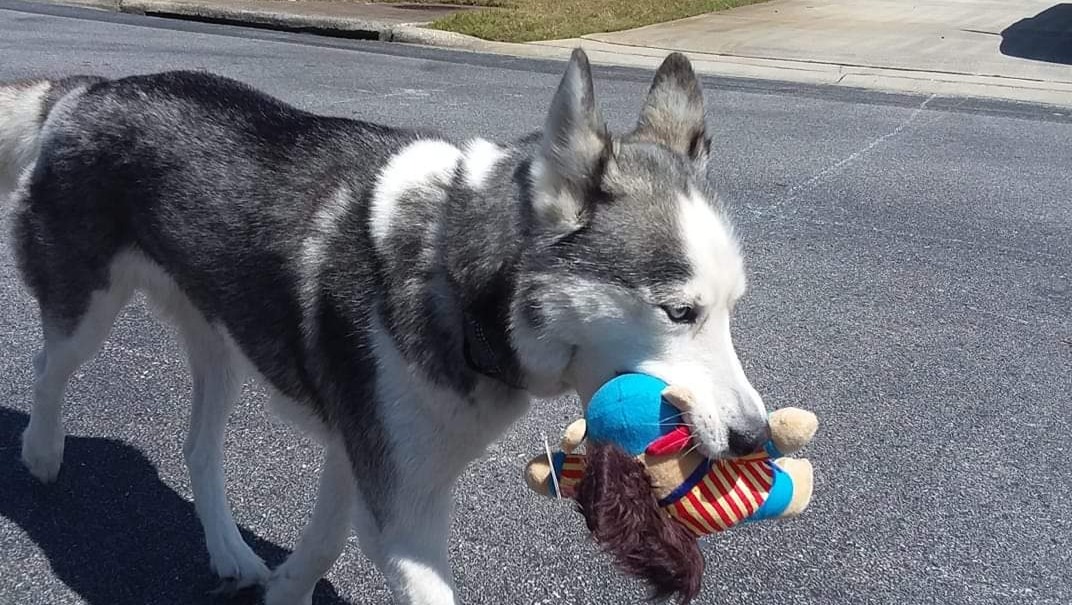 Fundraiser by Reed DeSario : SAVING LILO IN MEMORANDUM