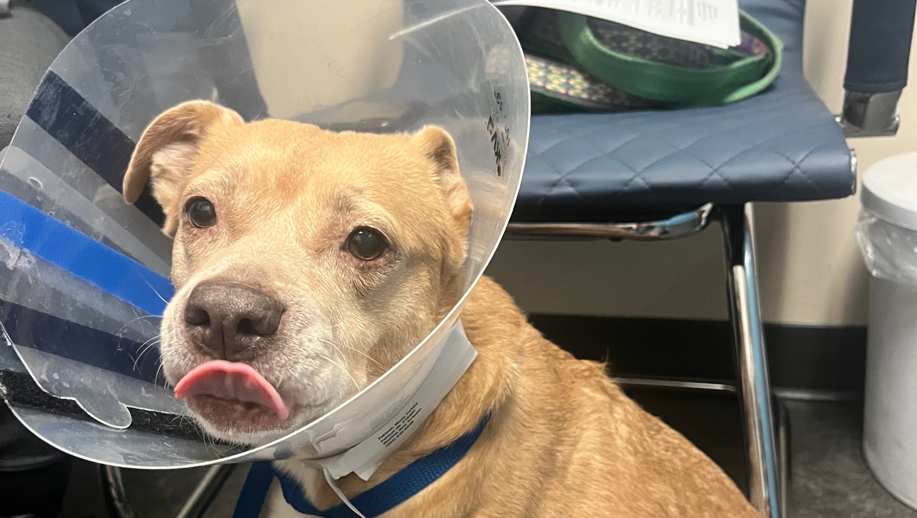 Fundraiser by Rose Falvey : Mona’s Medical Fund