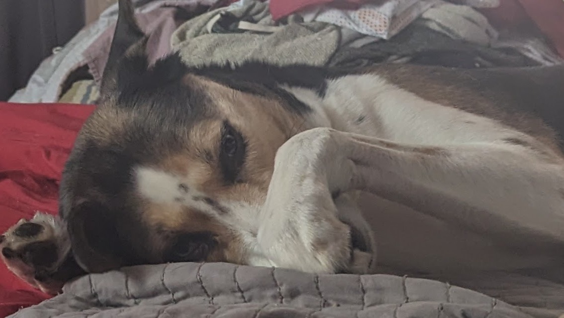 Fundraiser by David Cinemonster : Job Loss and Landlord Problem