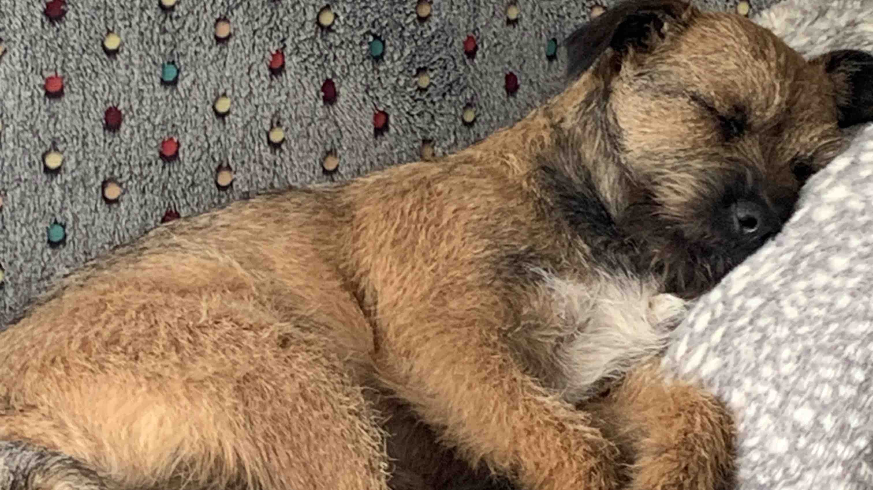 Fundraiser by Anita Horner : Help Bandit walk and run again