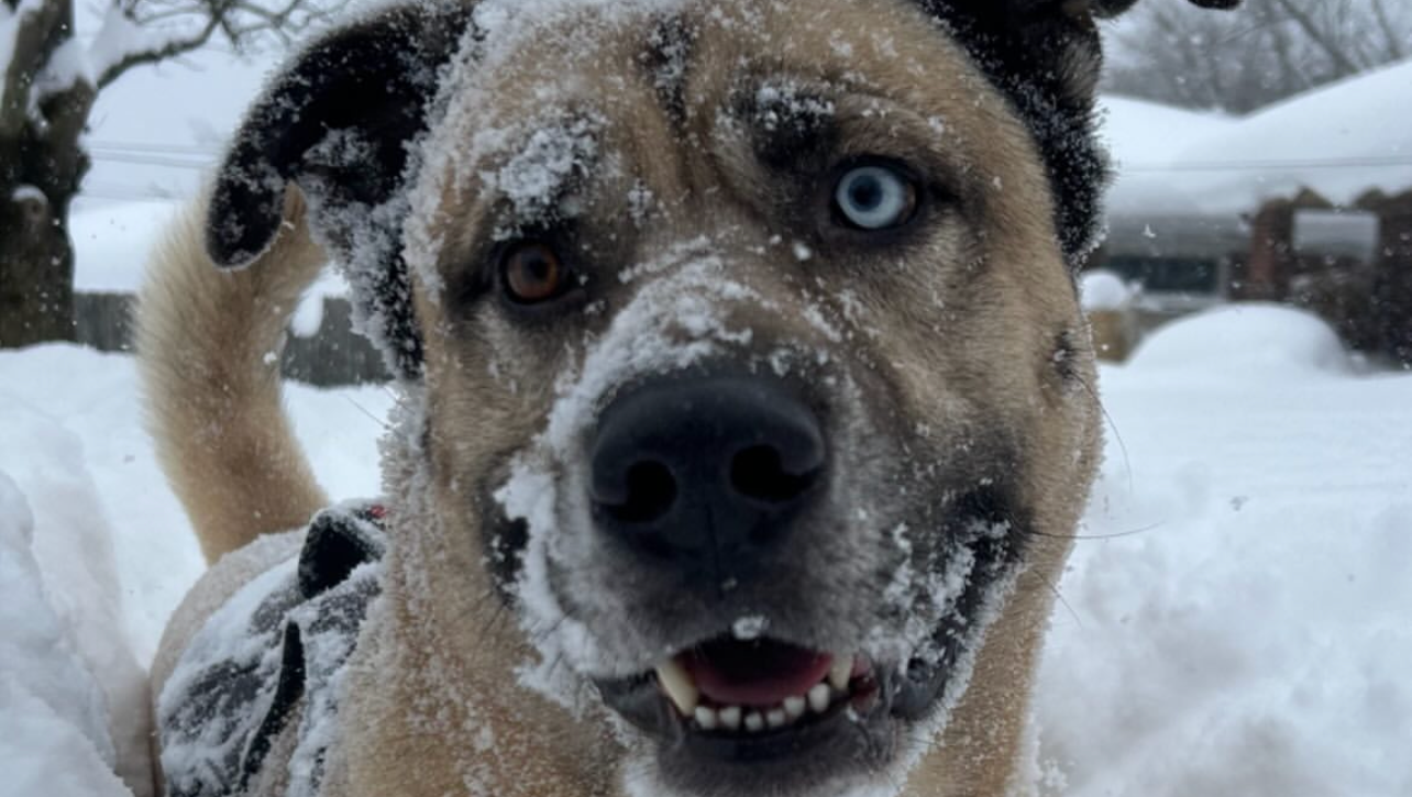 Fundraiser for Jake Jablonski by Kaitlyn Kist : In Loving Memory of Kaiser