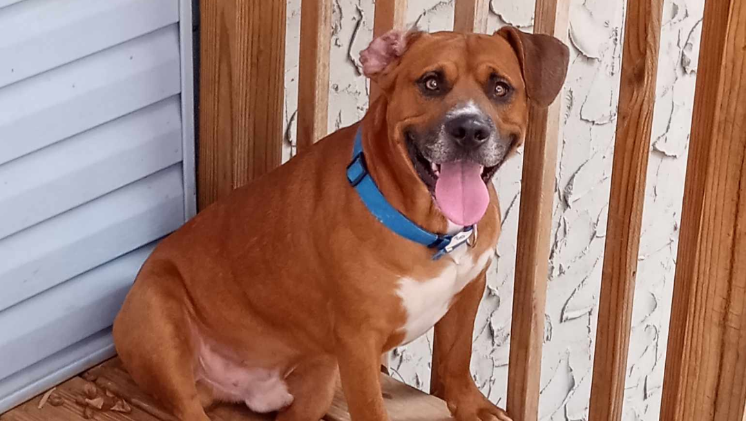 Fundraiser by Angel Cipriano : Please help hemi with emergency surgery