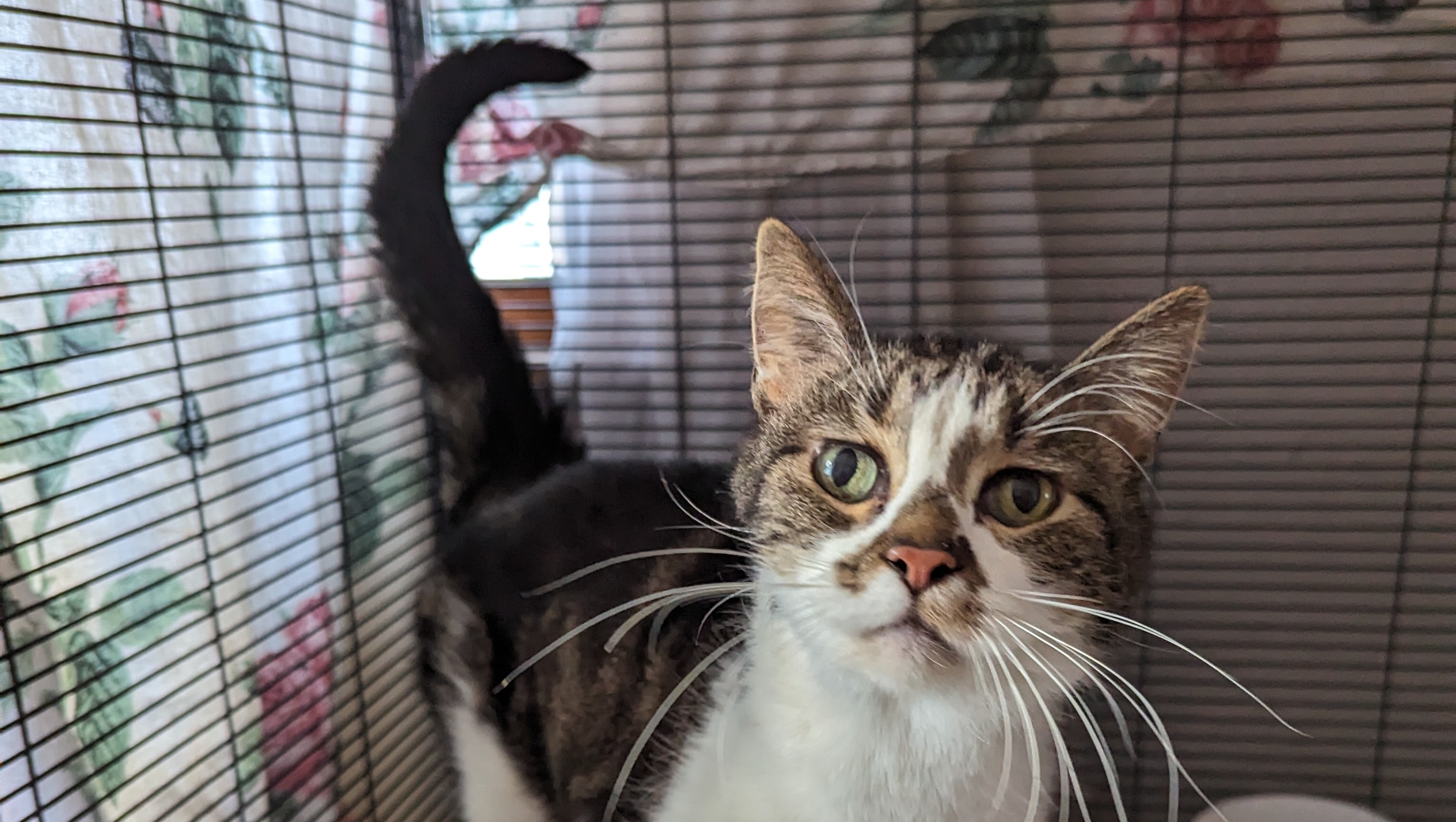 Fundraiser by Hailey Sobania : Help Buster Bar get vet care