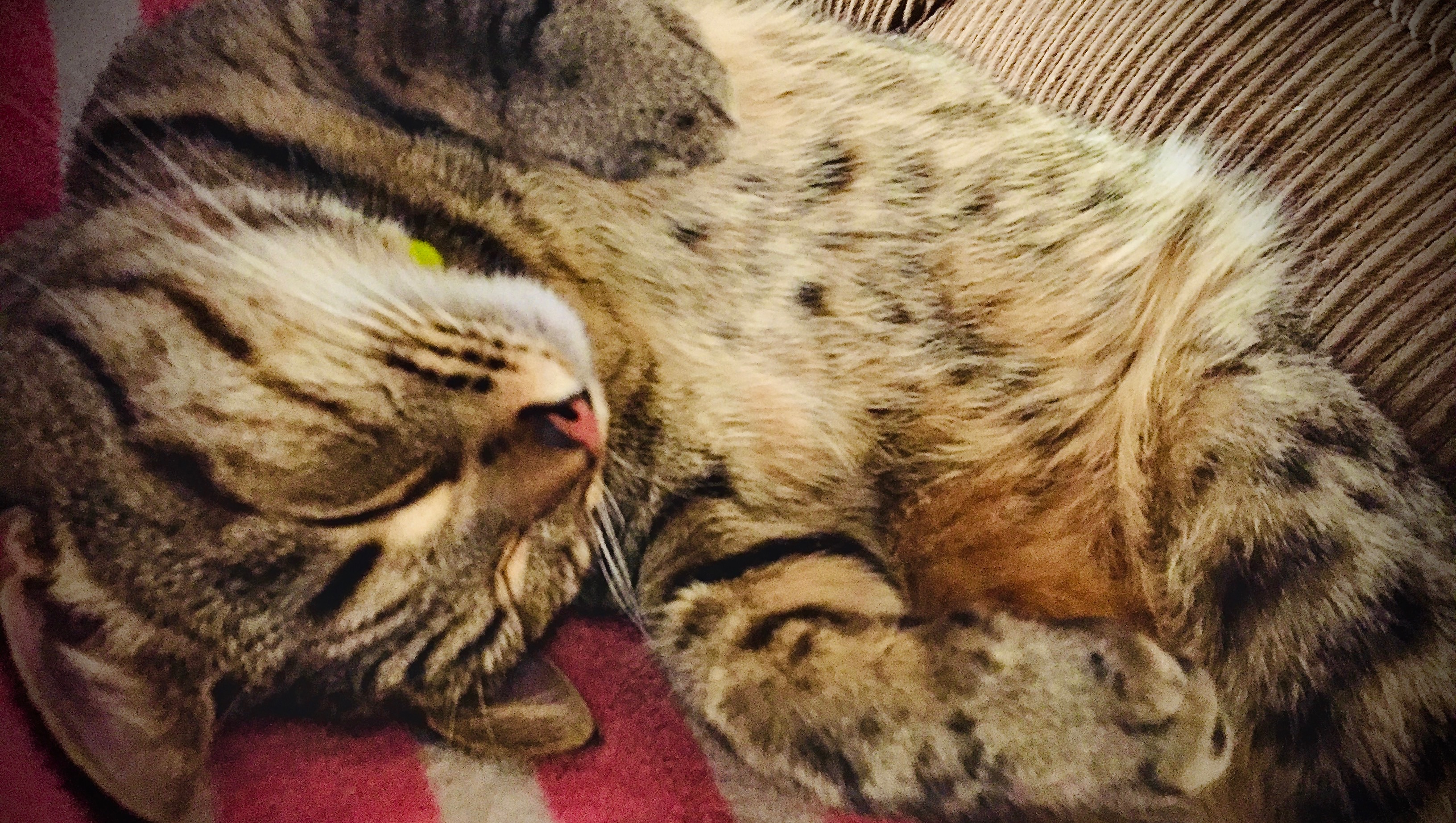 Fundraiser by Devon Murphy : Please help Niles get a blood transfusion.