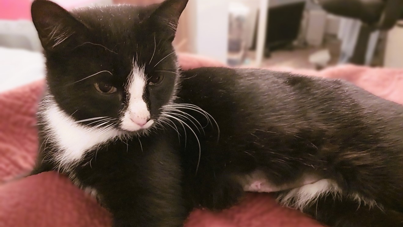 Fundraiser by Malin Irwin : Help Malin become a Vet Assistant!