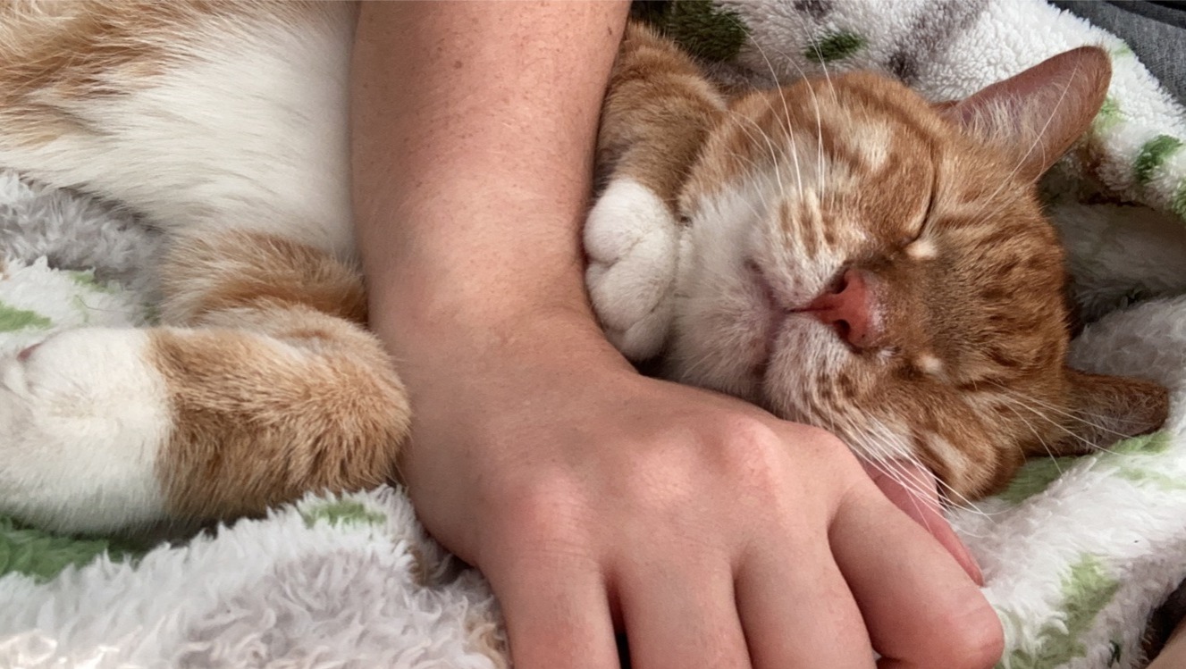 Fundraiser by Marlena Hamilton : Ollie's Vet Bills