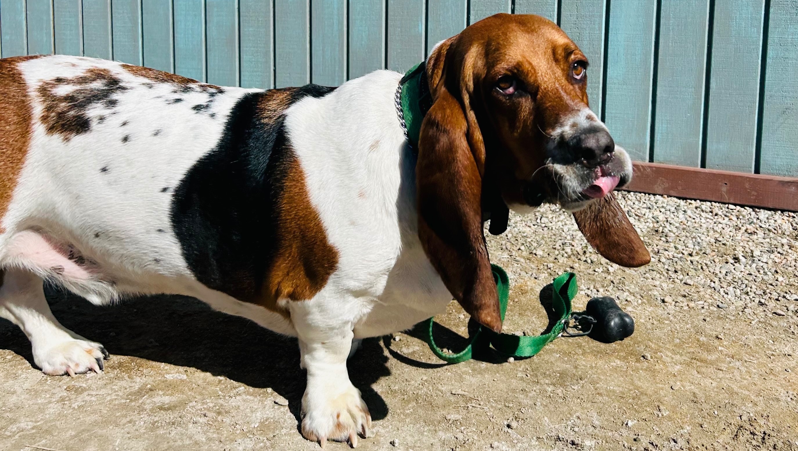 Fundraiser by Emma Bryson : ️Support Frank the Tank ️Emergency Vet Bills