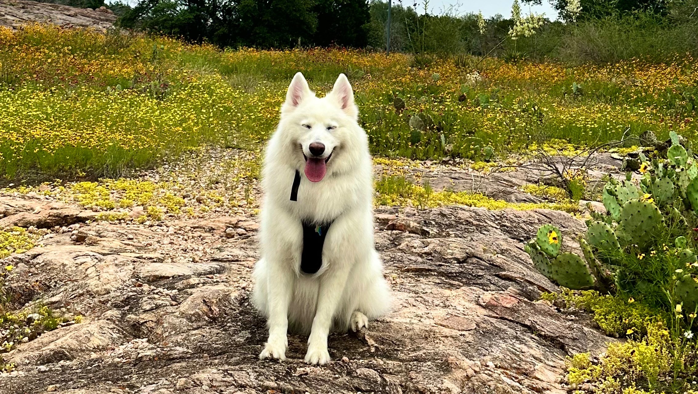 Fundraiser by Isabelle Feliciano : Please help Kygo’s mom manage ...