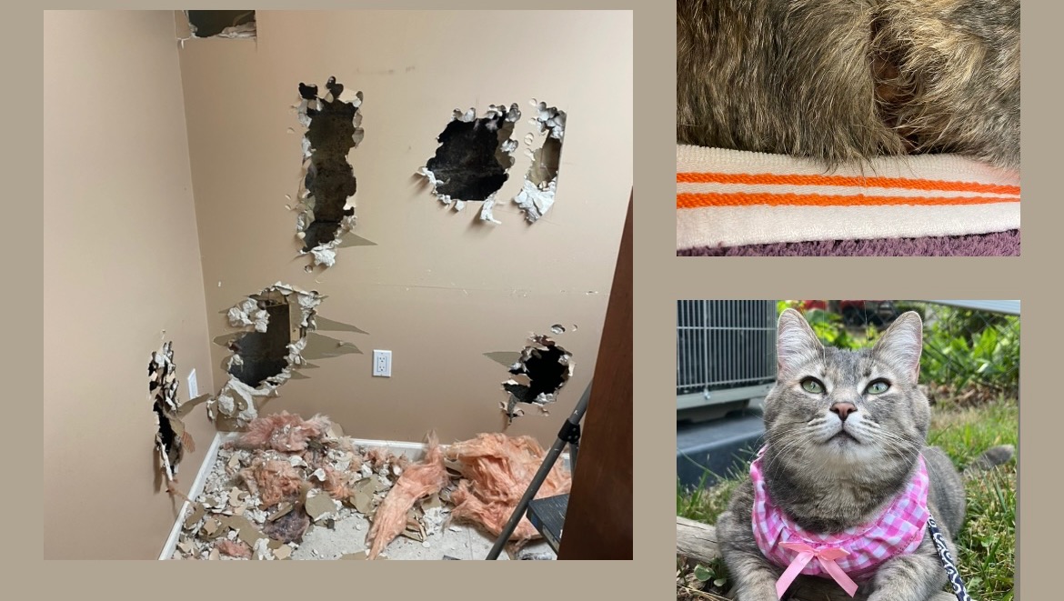 Fundraiser for Jane Howard by Kelly Minnick : PLEASE HELP SAVE GRETA ...