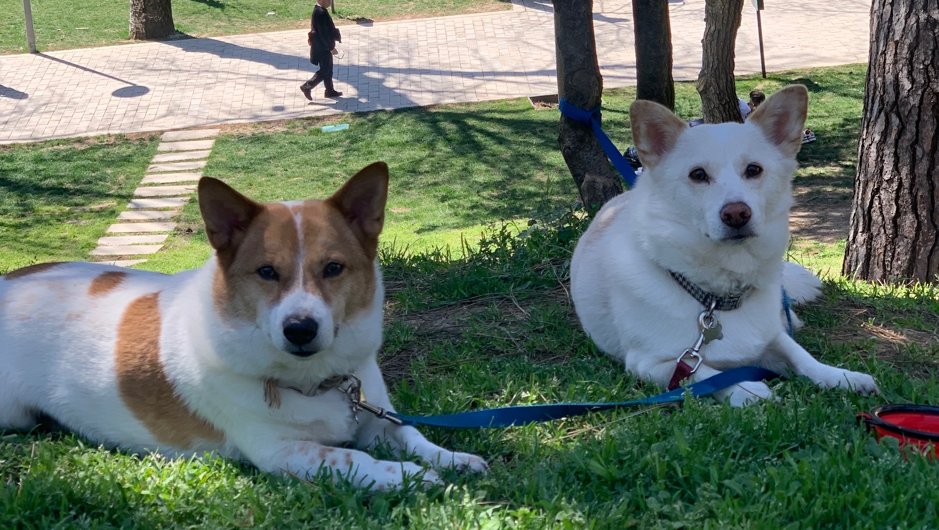 Fundraiser by Molly Rutter : Bring Bubba & Bo back from Turkey!!