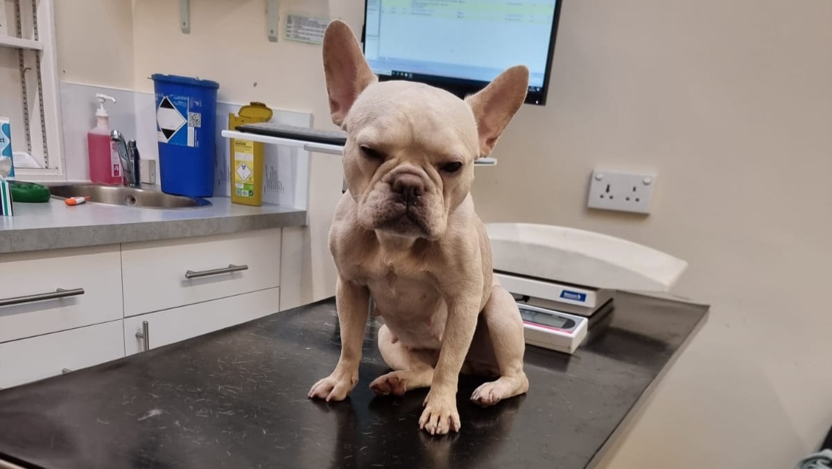 Fundraiser by Meaghan Oram : Mini's unexpected life saving operation costs.