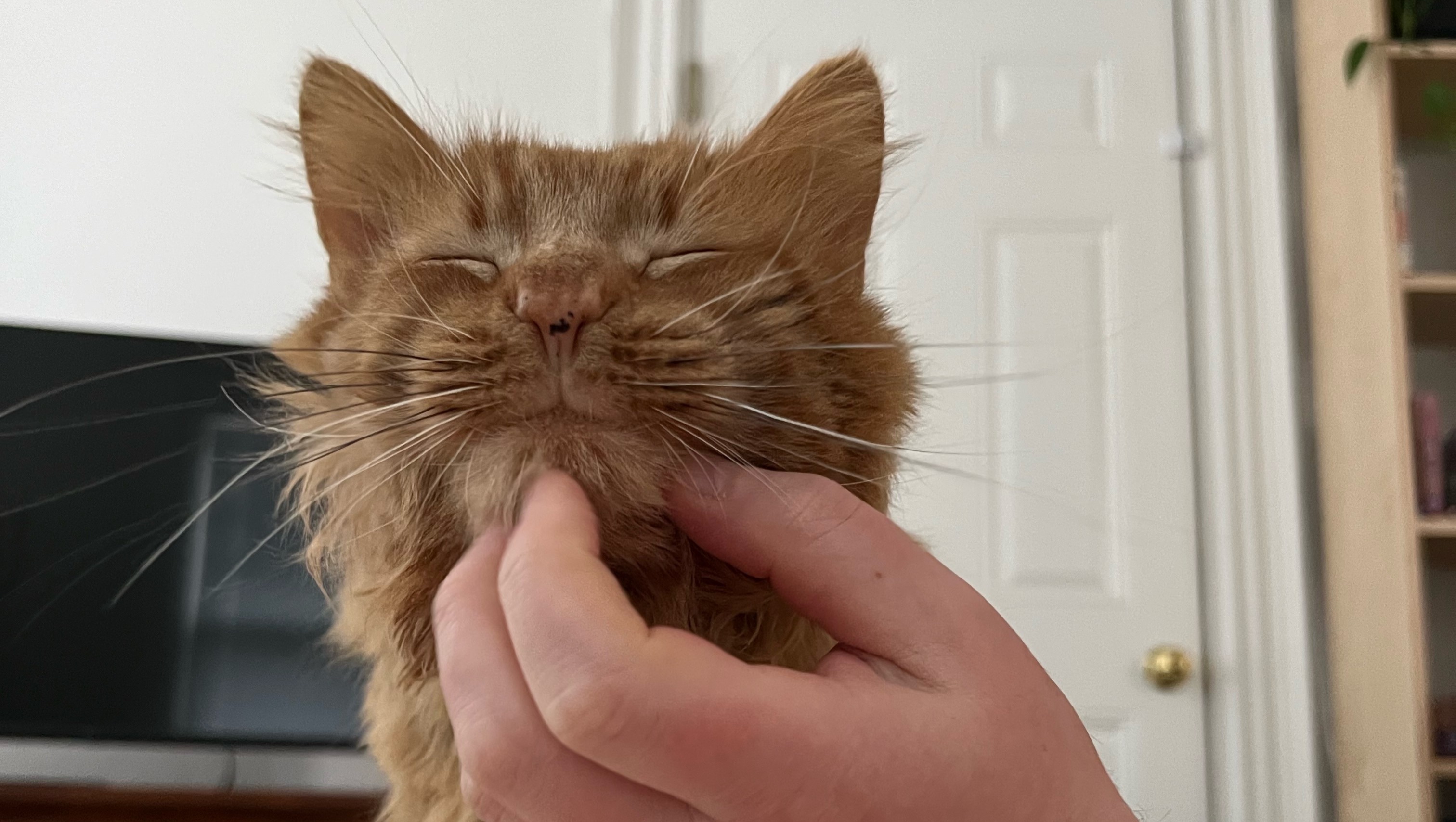 Fundraiser by Carrie Daigle : Arthur's FIP Medication