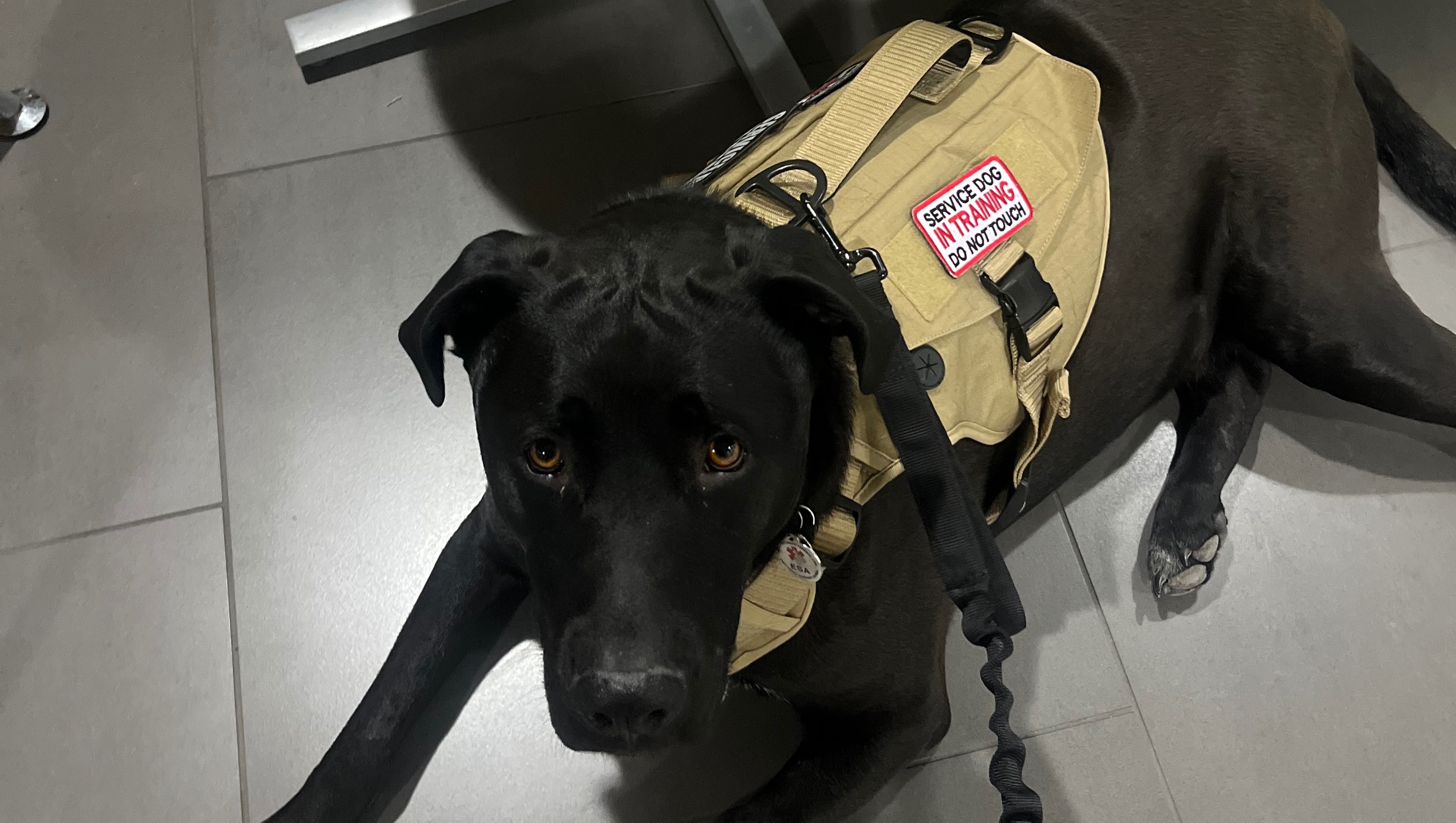 Fundraiser by jacie williams : bears acl surgery