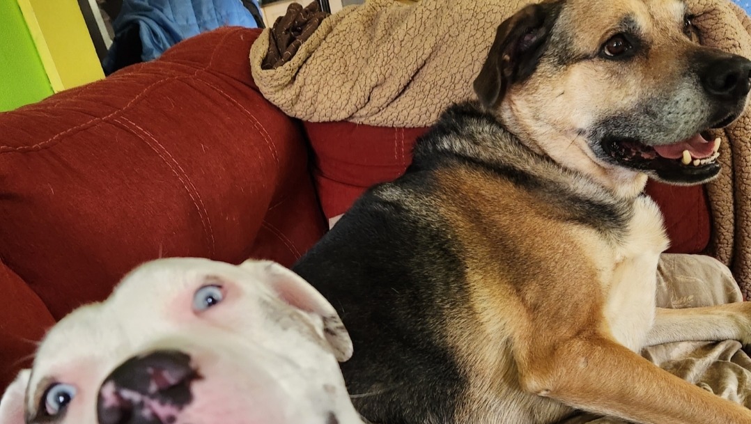 Fundraiser by Amy Drew : The Land of Misfit Animals Needs Your Help