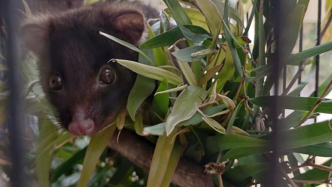 Fundraiser for Rebecca Ottaviano by diane bogaers : Provide supplies to ...