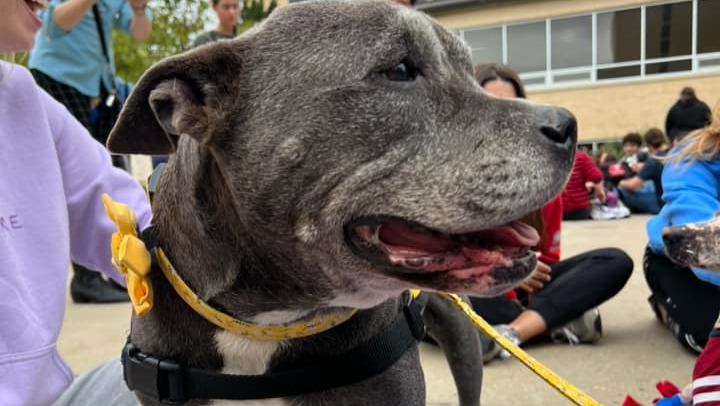 Fundraiser by Raven Rajani : Shakti Needs Our Help