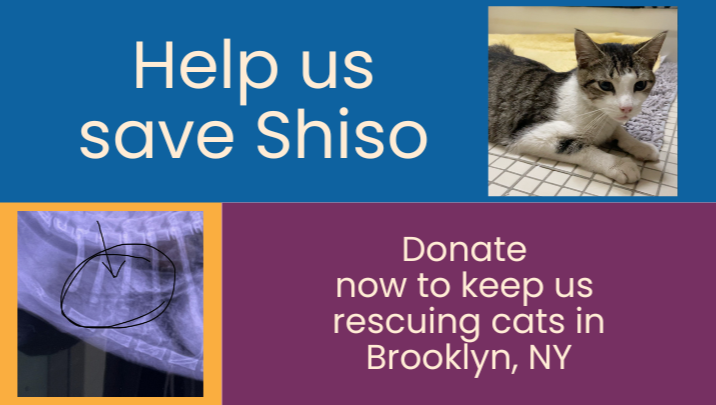 Fundraiser by Thats a Good Cat : Help us save Shiso and continue ...