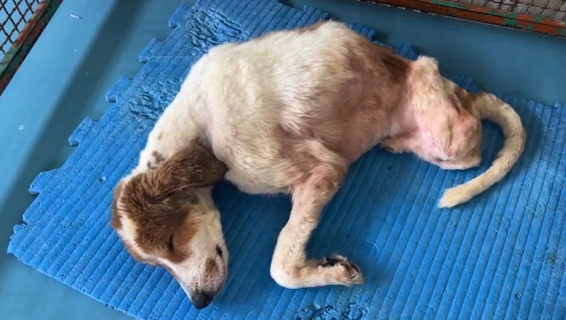 Fundraiser by Leila Fadavi : MRT dog sanctuary