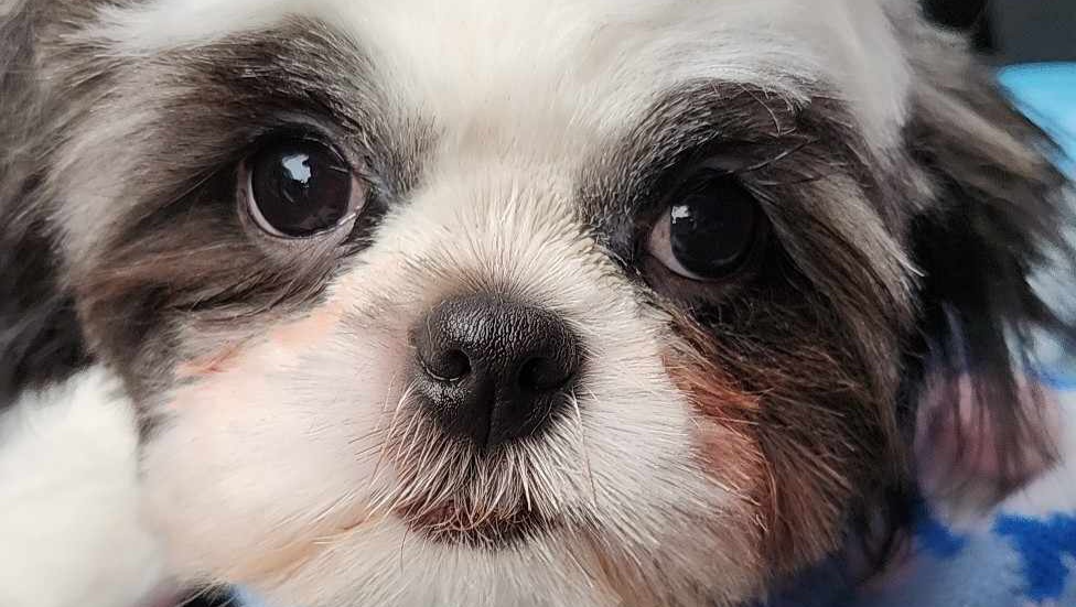 Fundraiser by Michelle Collazo : Dexter has a liver shunt and needs ...