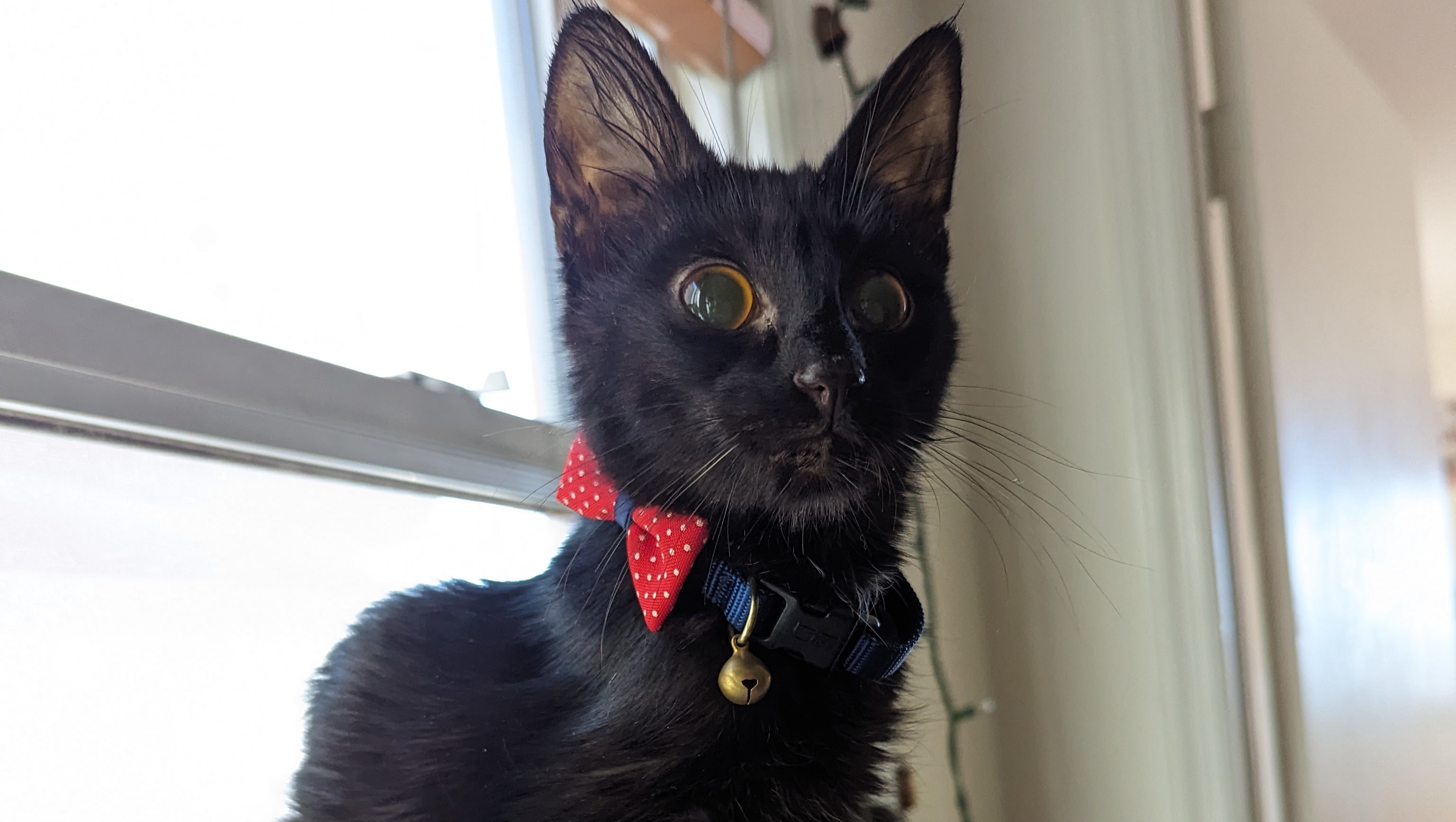 Fundraiser by Corey Chrapuch : Help Nori get life saving FIP treatment