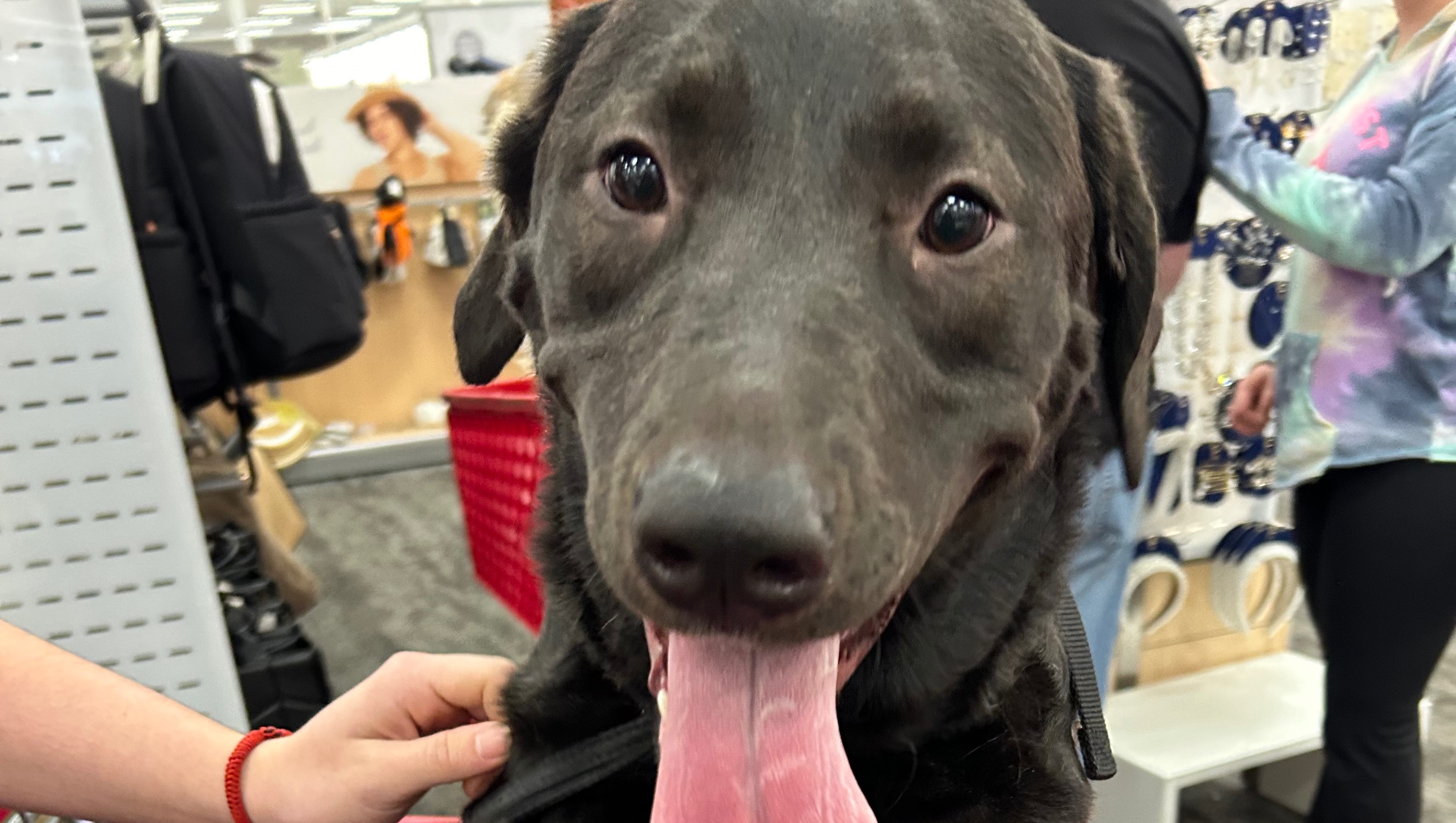 Fundraiser for Arianna Akay by Marc Reda : Scarlett’s Luxating Patella ...