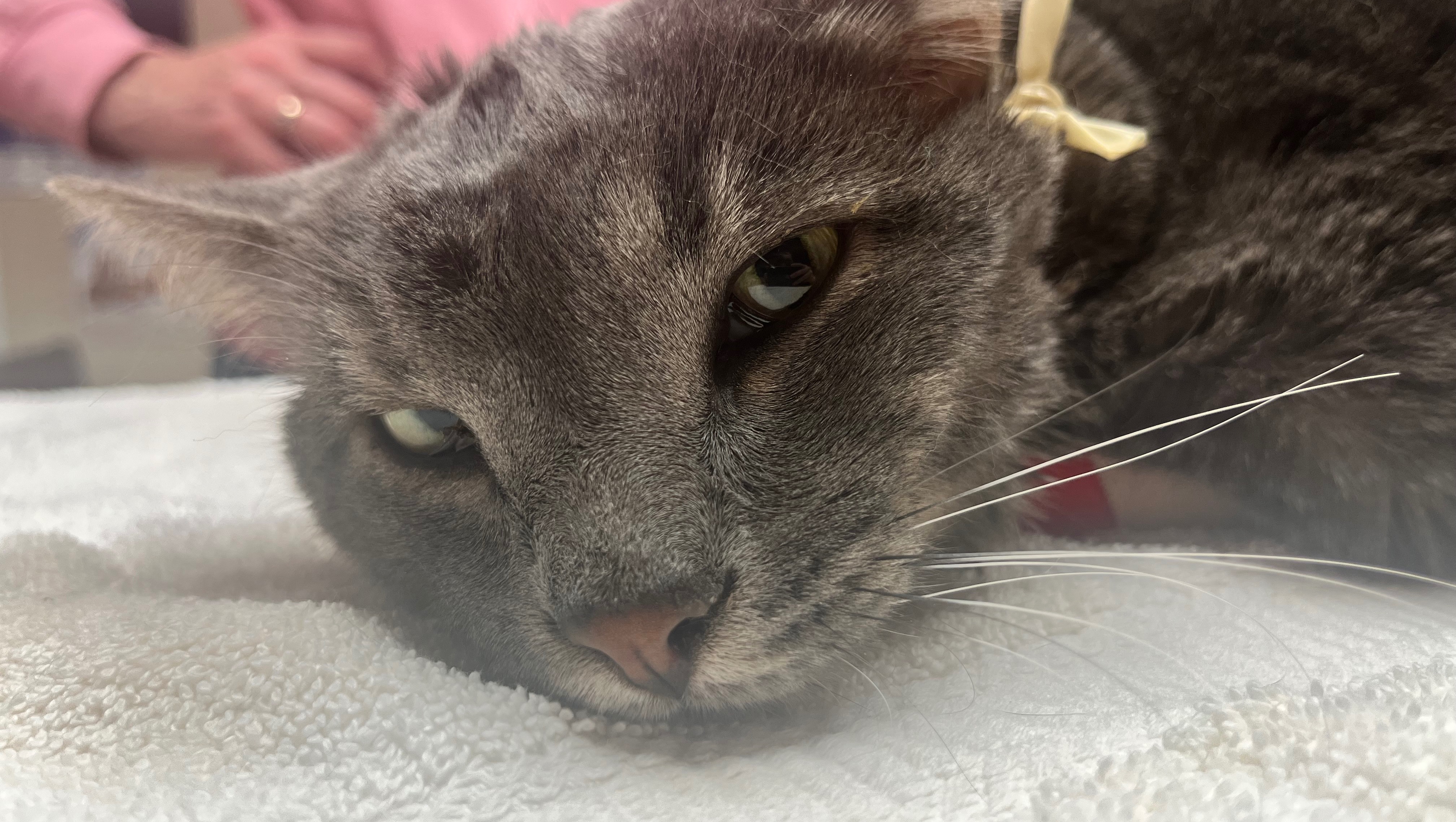 Fundraiser for Christina Randal by Emilee Randal : Sampson’s Story ...