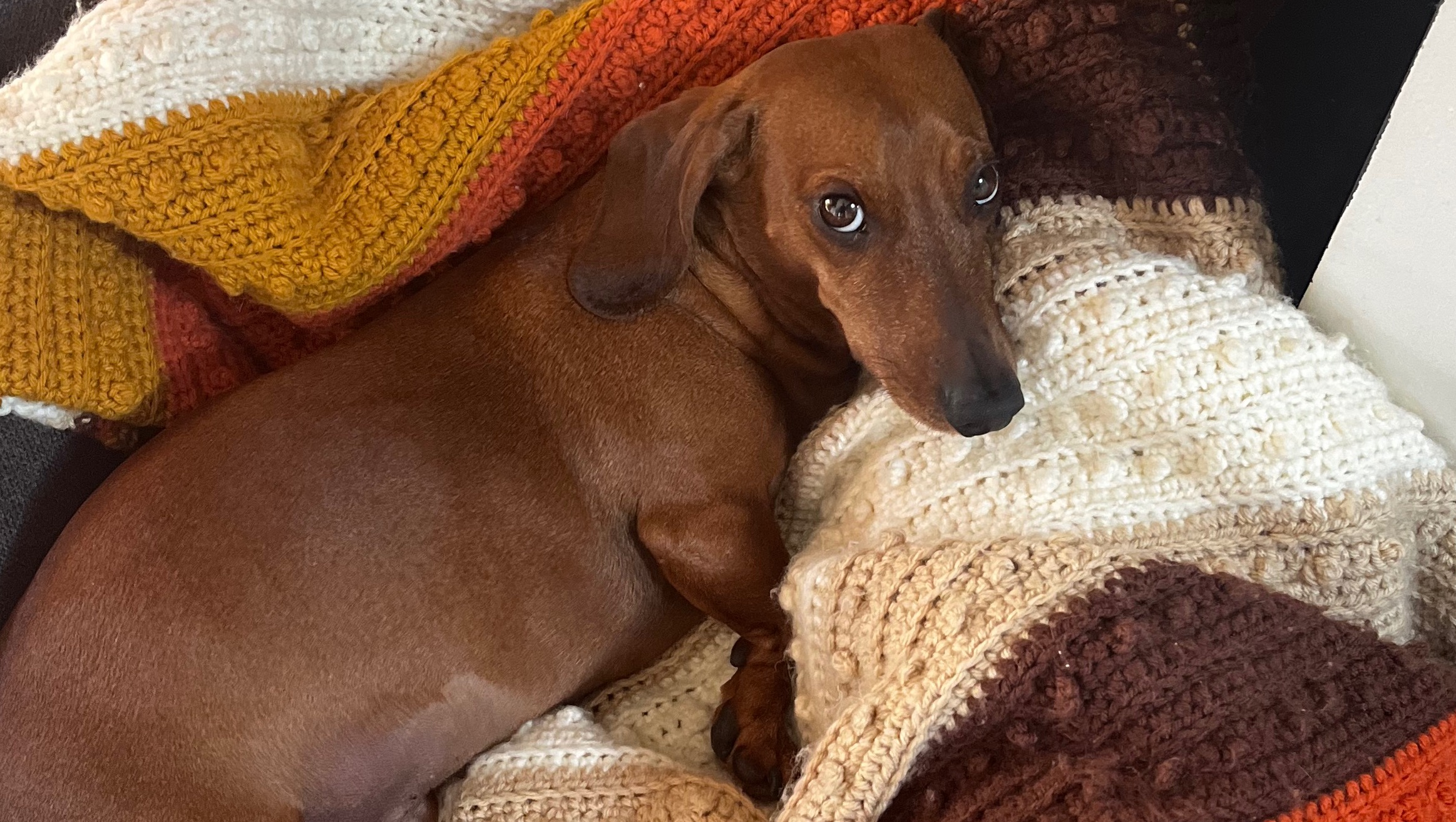 Fundraiser by Sarah Rea : Help Ernie Manage IVDD