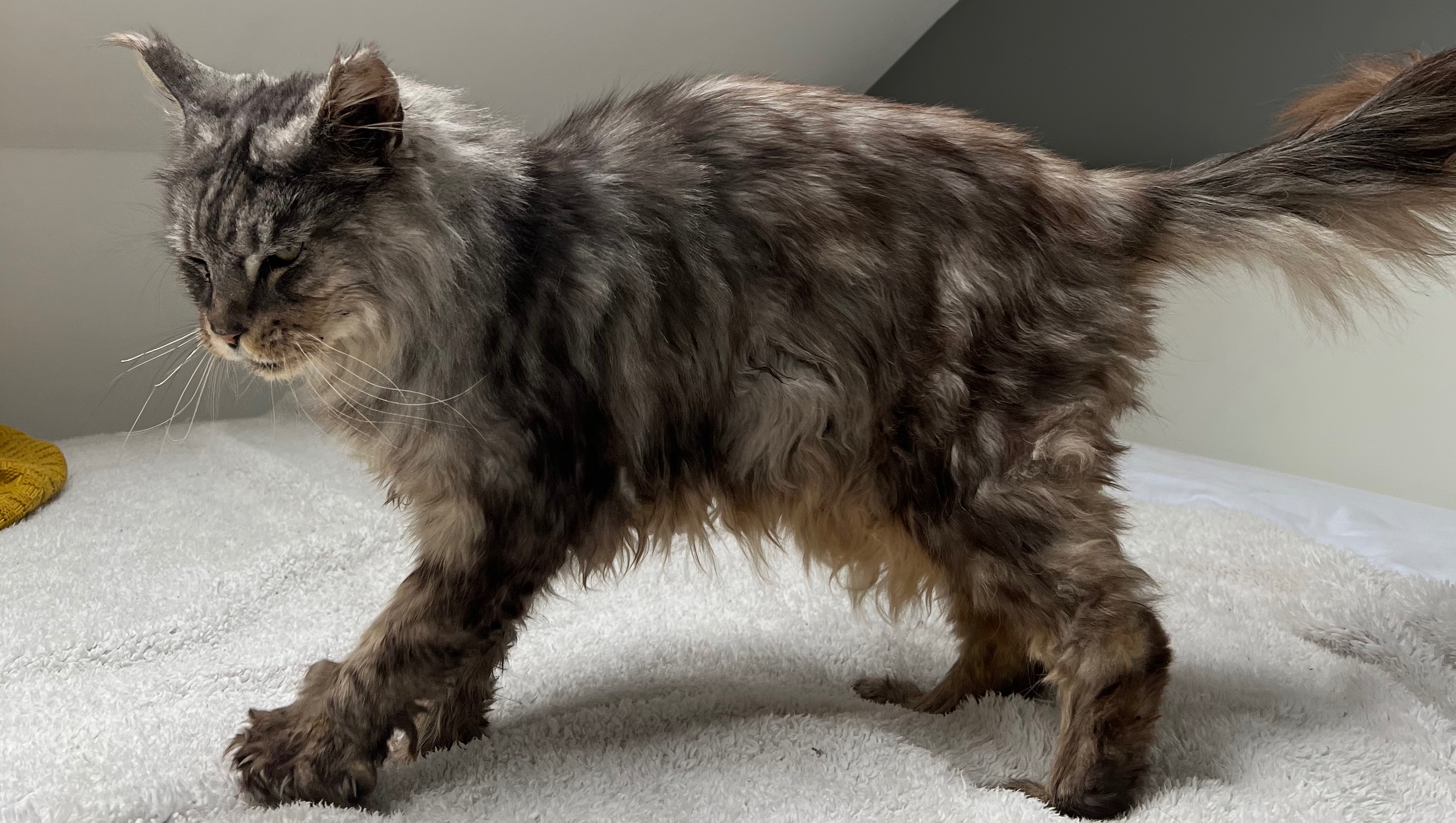 Fundraiser by Tarah Coonan-Joyce : Please save Merlin!