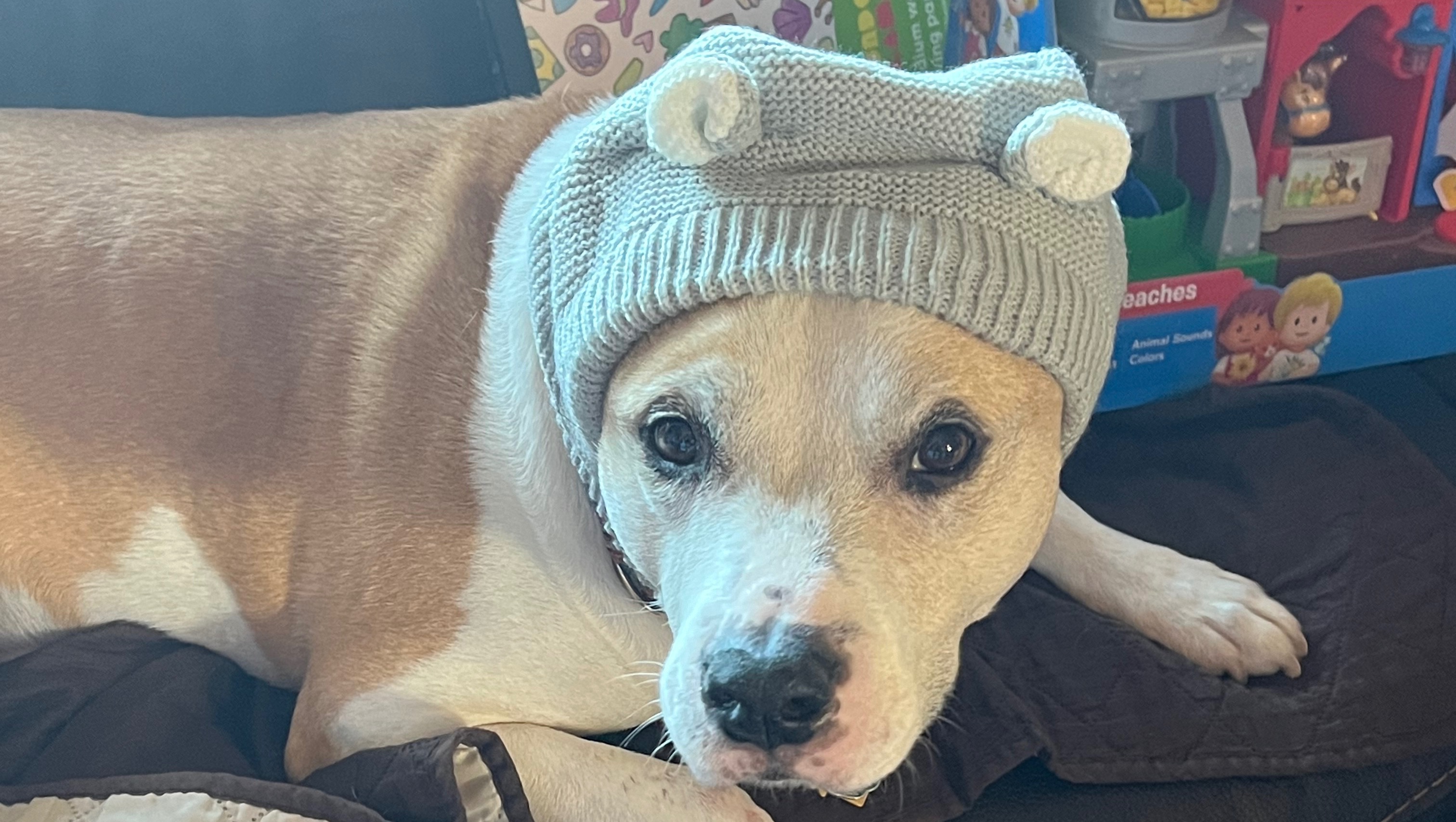 Fundraiser by Anthony Messina : Medical bills are the worst