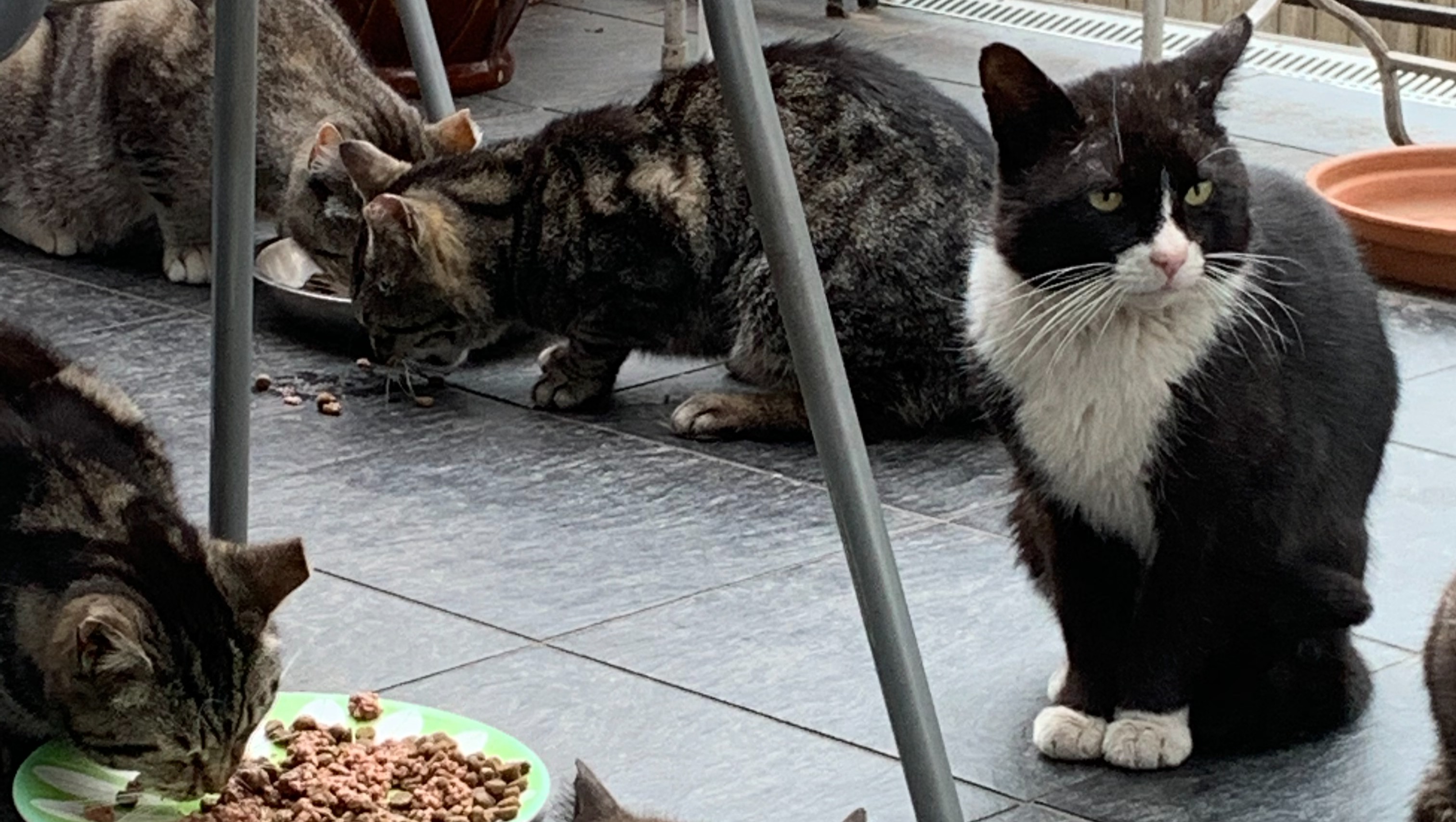 Fundraiser by Melvin The Cat : Help Melvin's Outdoor Cat Friends Get ...