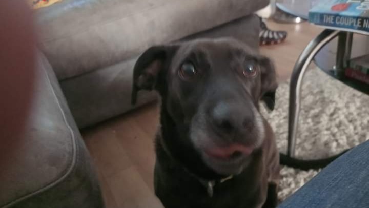 Fundraiser by Gareth Wallace : Help to get Marley home