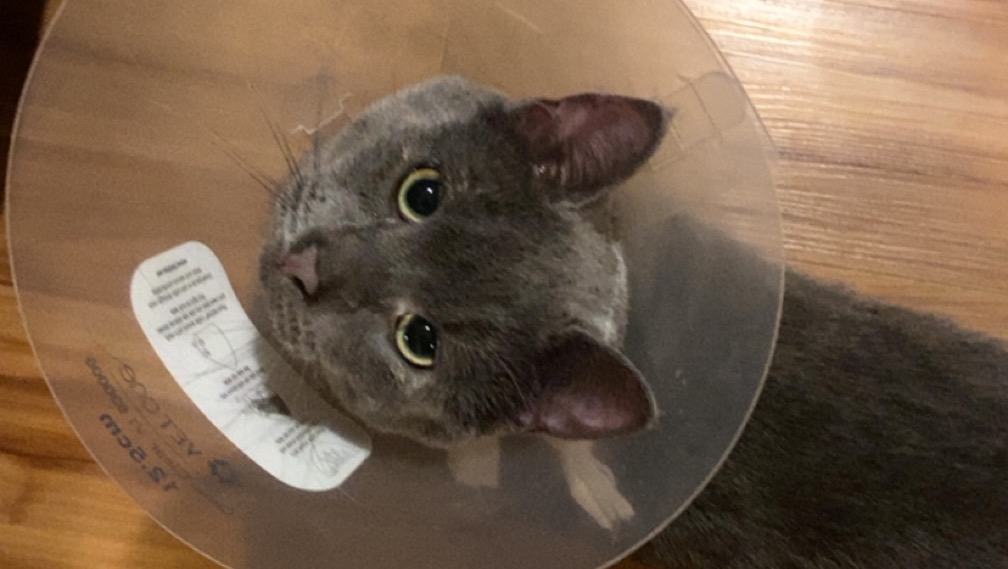 Fundraiser by Hannah Luckow : Help save Nubbin’s life