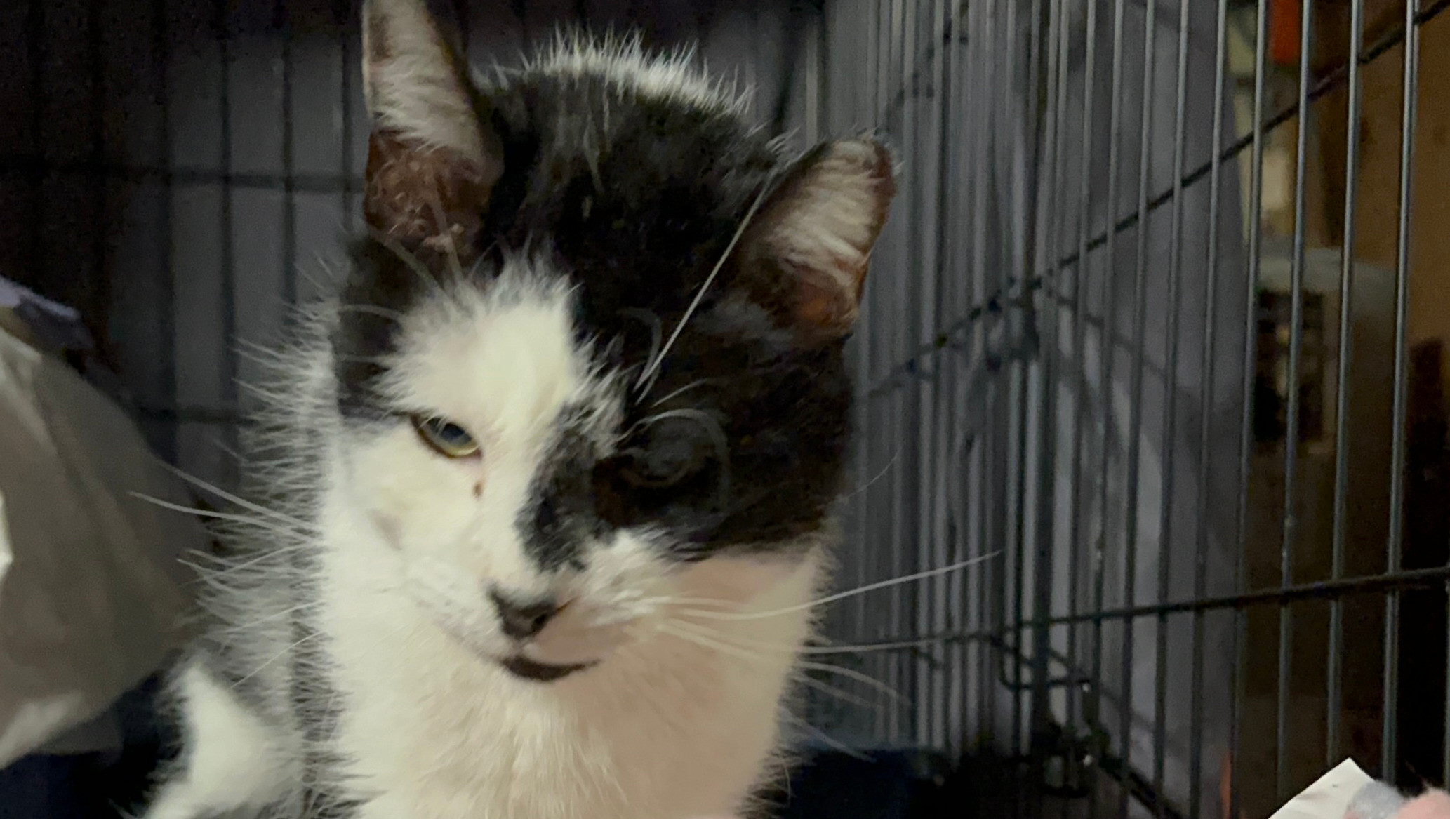 Fundraiser by Stacy Dutton : HELP MATHEW get his leg amputated