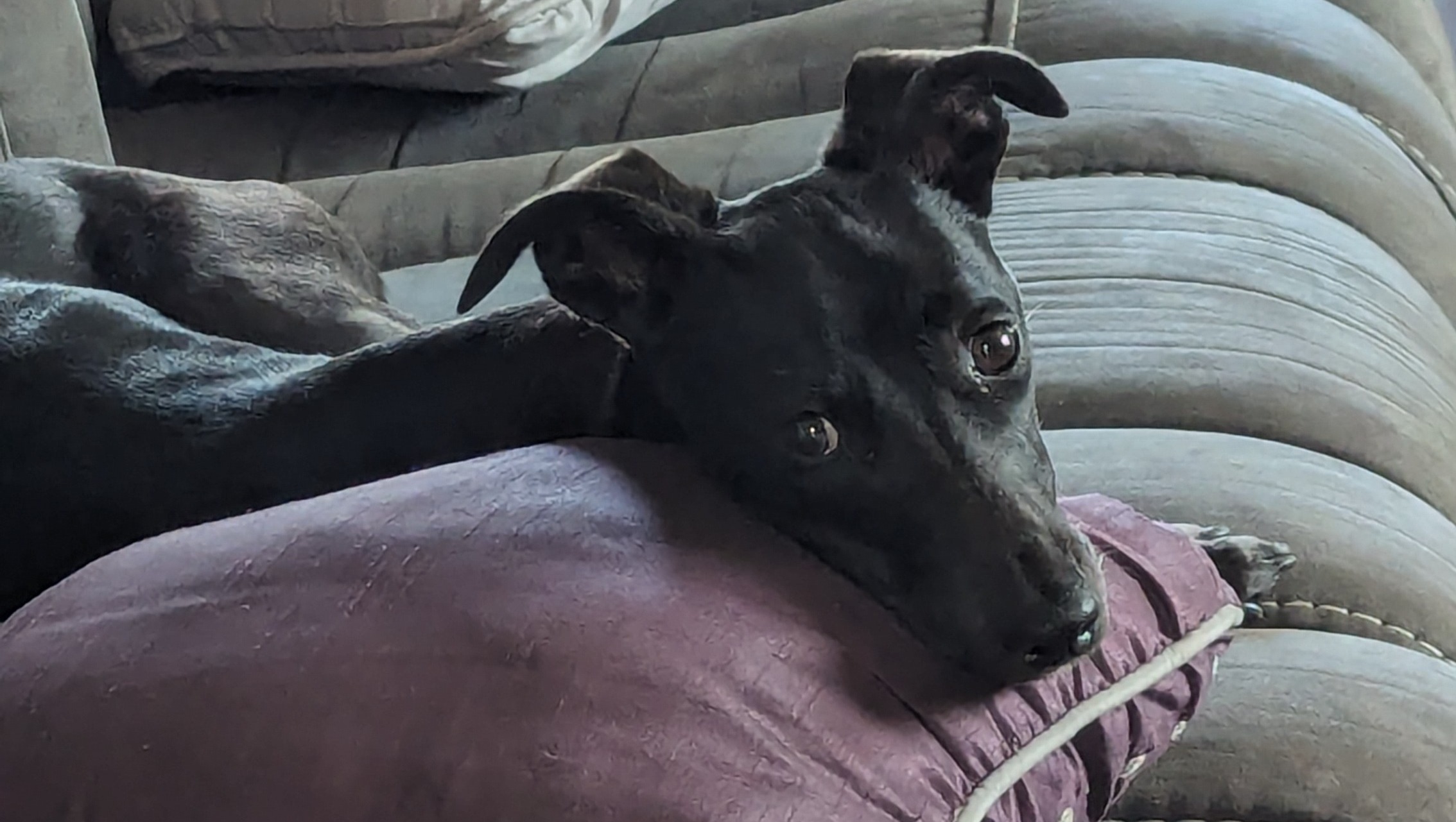 Fundraiser by Steph Tomeo : Please Help! Harley Needs A CAT Scan!!