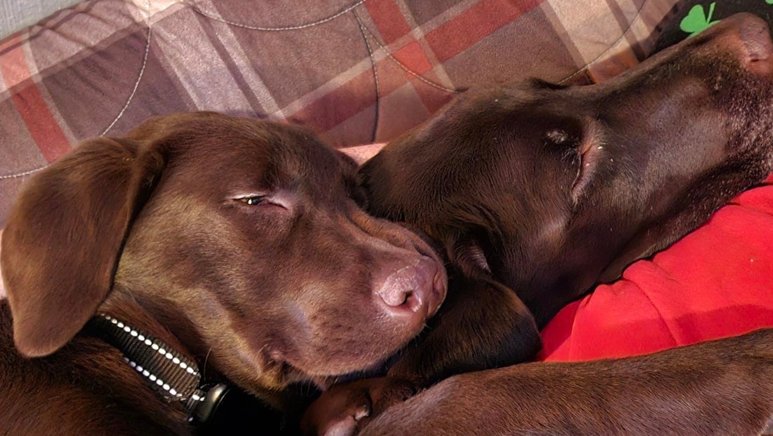 Fundraiser for Justin Majewski by Rachel Zarantonello : Justin and ...