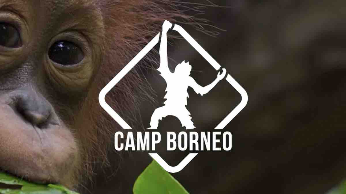 Fundraiser for Drew Bear by Drew Braithwaite : Get Drew to Borneo 2025