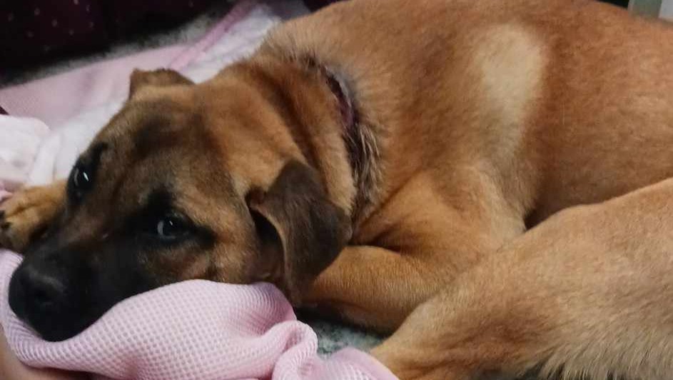 Fundraiser by Peggy Dunaway : Severe embedded barbed chain surgery, now ...