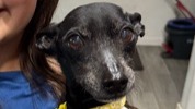 Fundraiser by Tracey Dodenhoff : Urgent Care for Sweet Old Stray Italian Greyhound