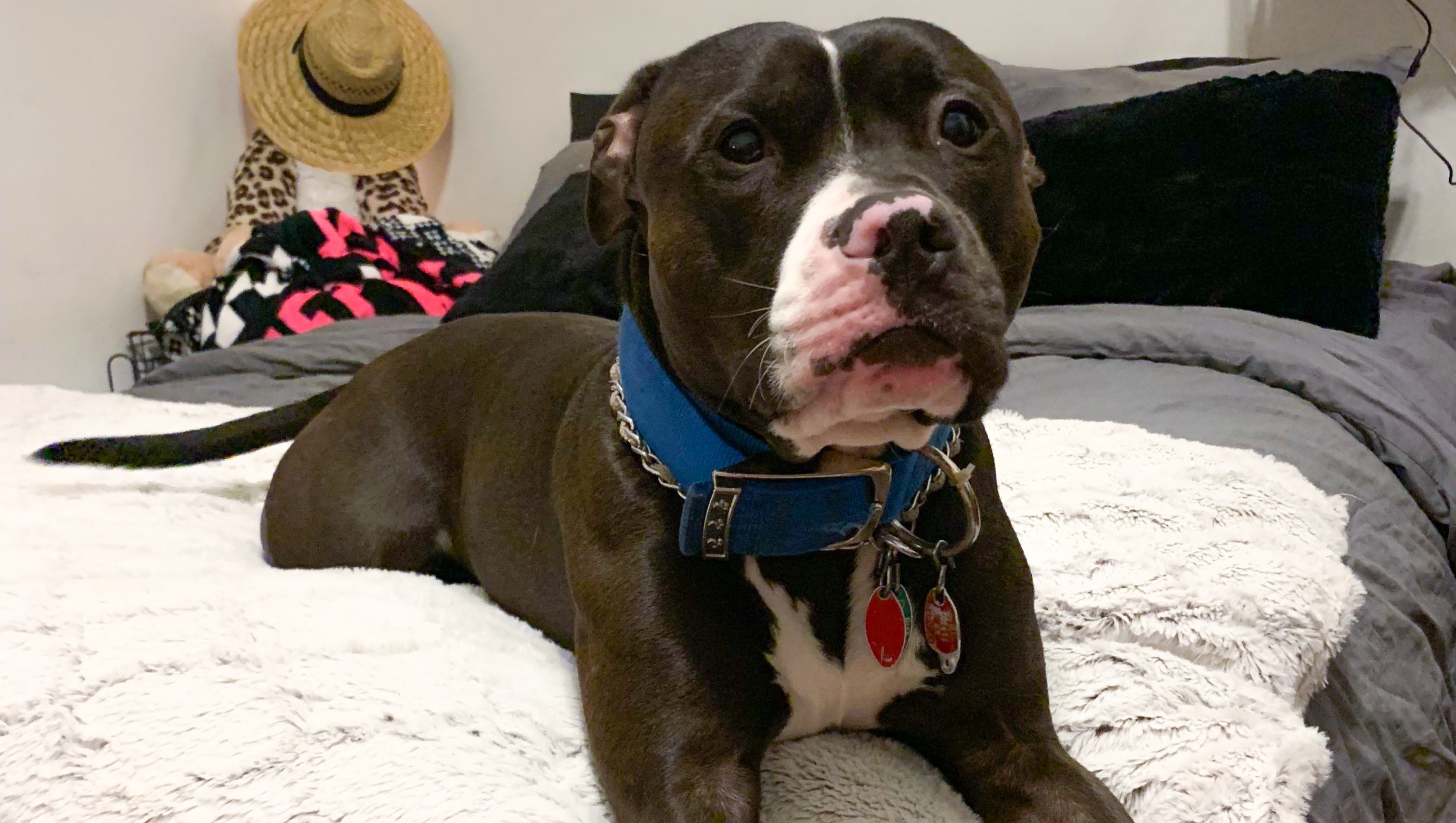 Fundraiser by austin warman : ABEL FIGHT CANCER