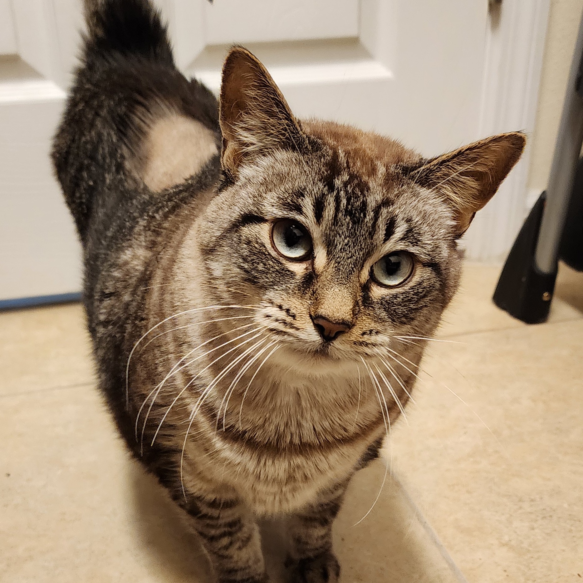 Fundraiser by Jennifer Lasalle : Help save Echo from FIP