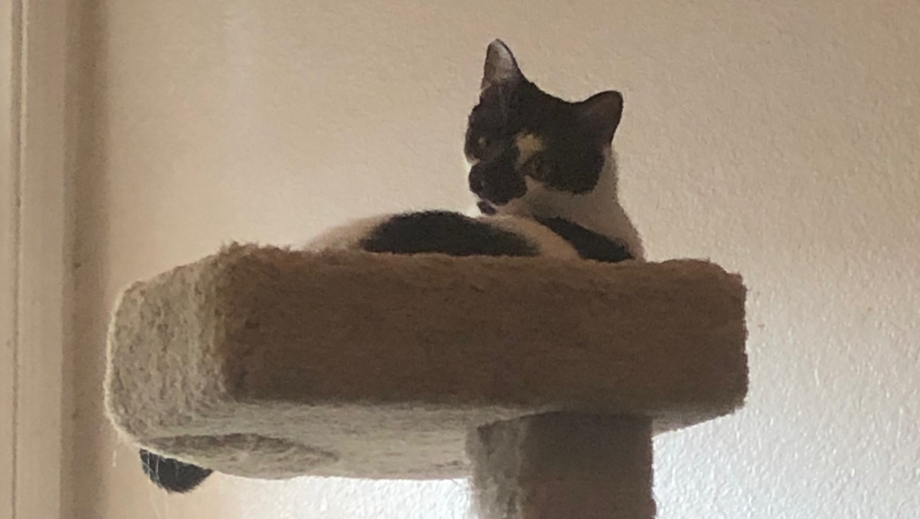 Fundraiser by David Coffey : Femoral Head Ostectomy