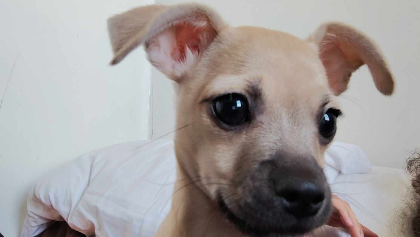 Fundraiser by Wisdom Jerry : Help My Sweet Boy Rex.