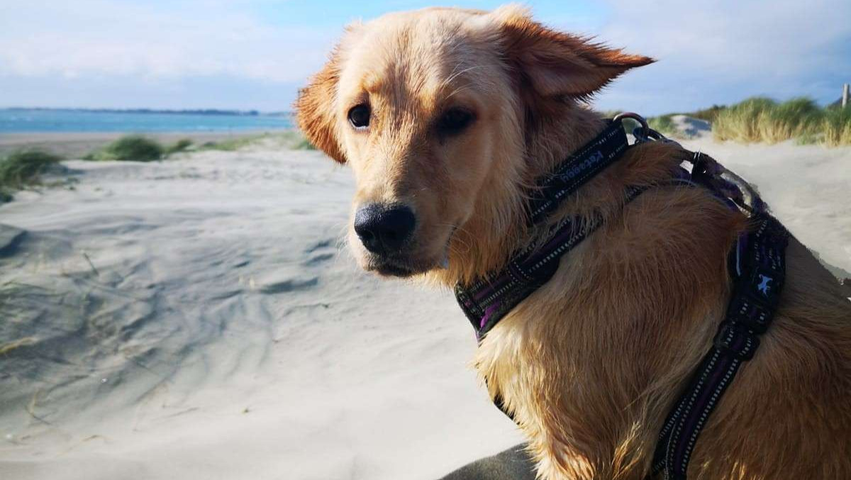 Fundraiser by Jay Atkins : Our lovely golden retriever has IMHA ...