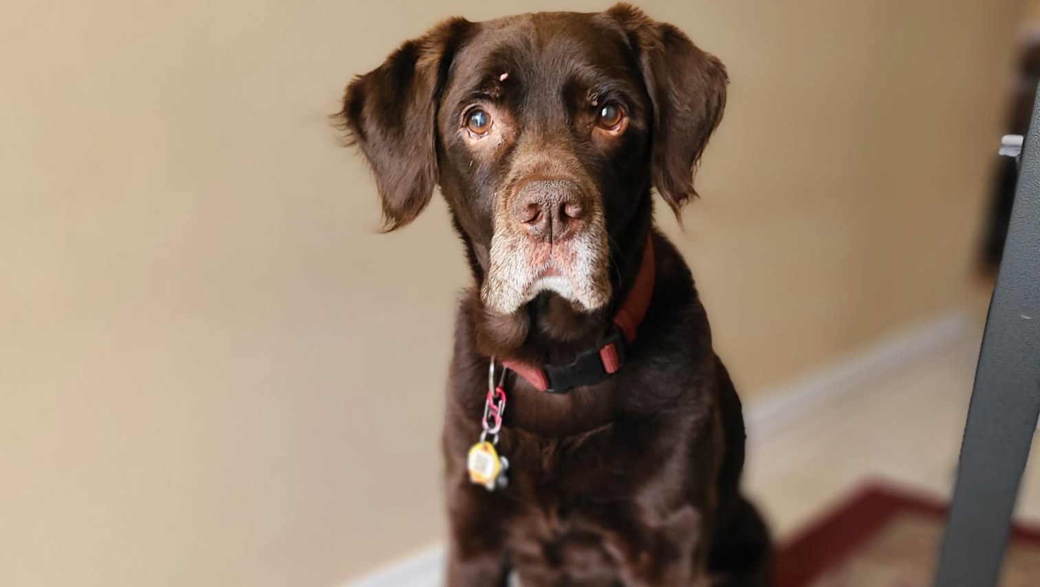 Fundraiser by JULIE ROBLES : Life Saving Surgery for Rolo