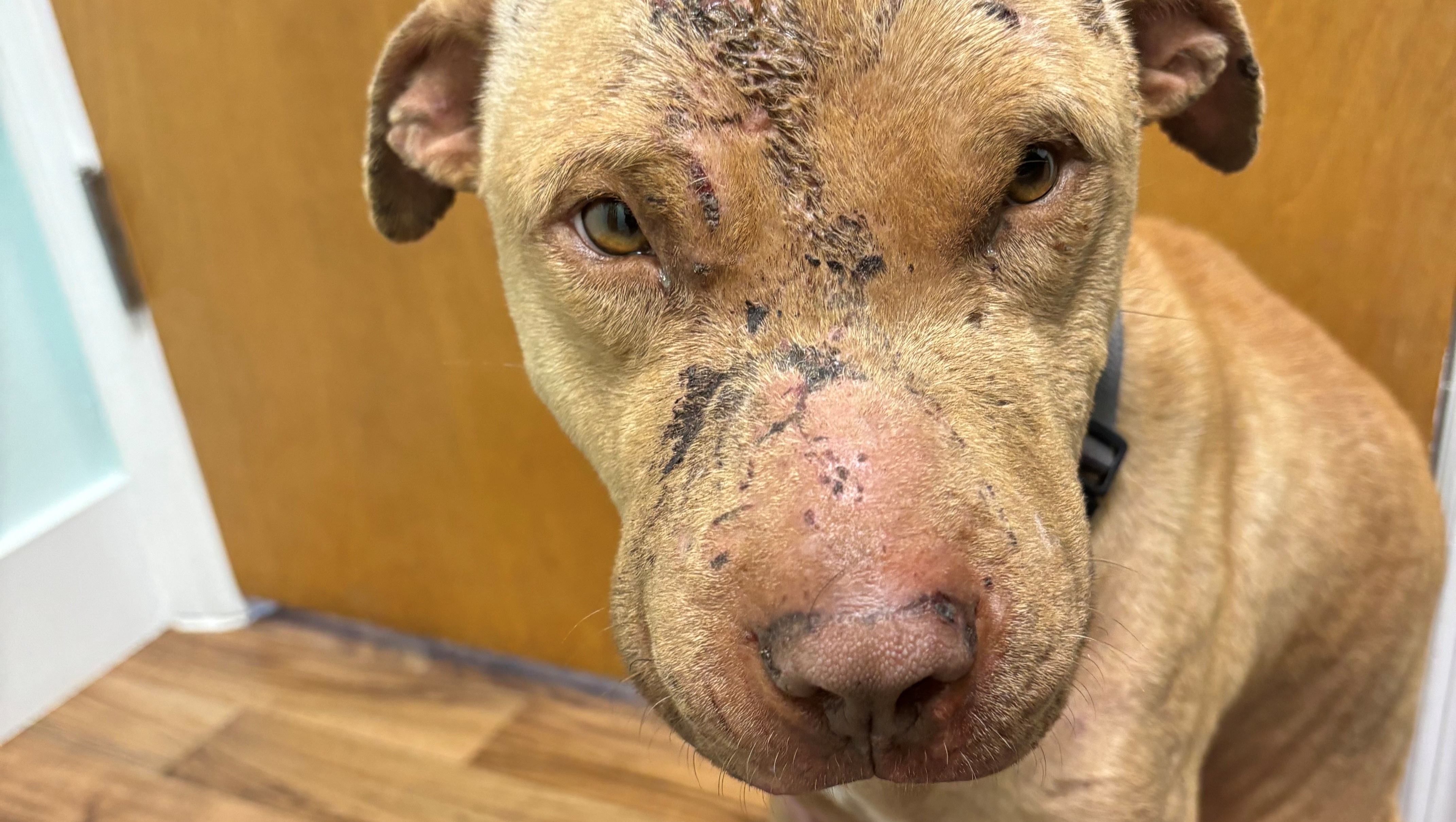 Fundraiser by Crystal DiJoseph : PLEASE HELP- Medical Assistance- Found ...