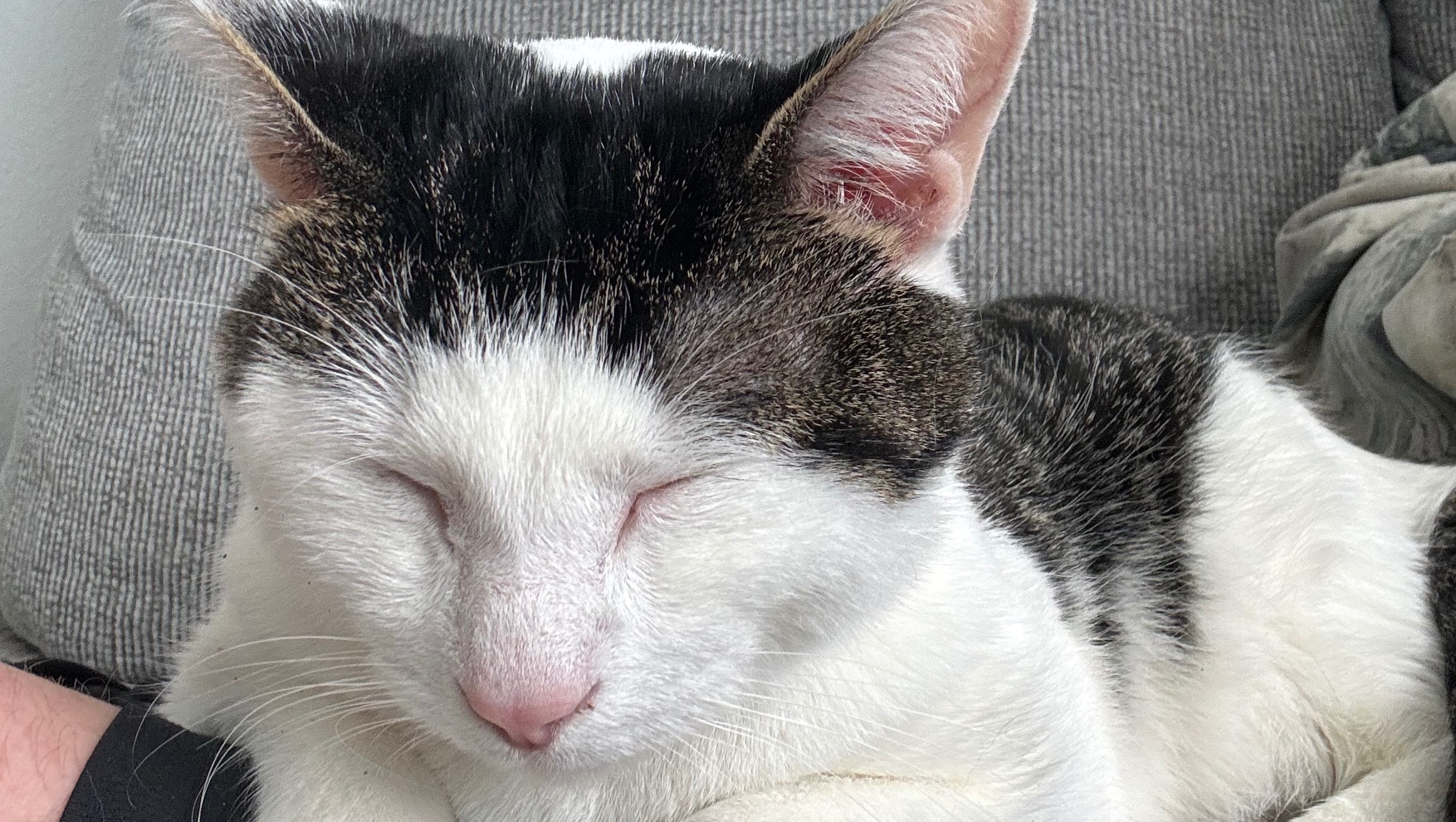 Fundraiser by Danny Benner : Gus’s emergency medical expenses