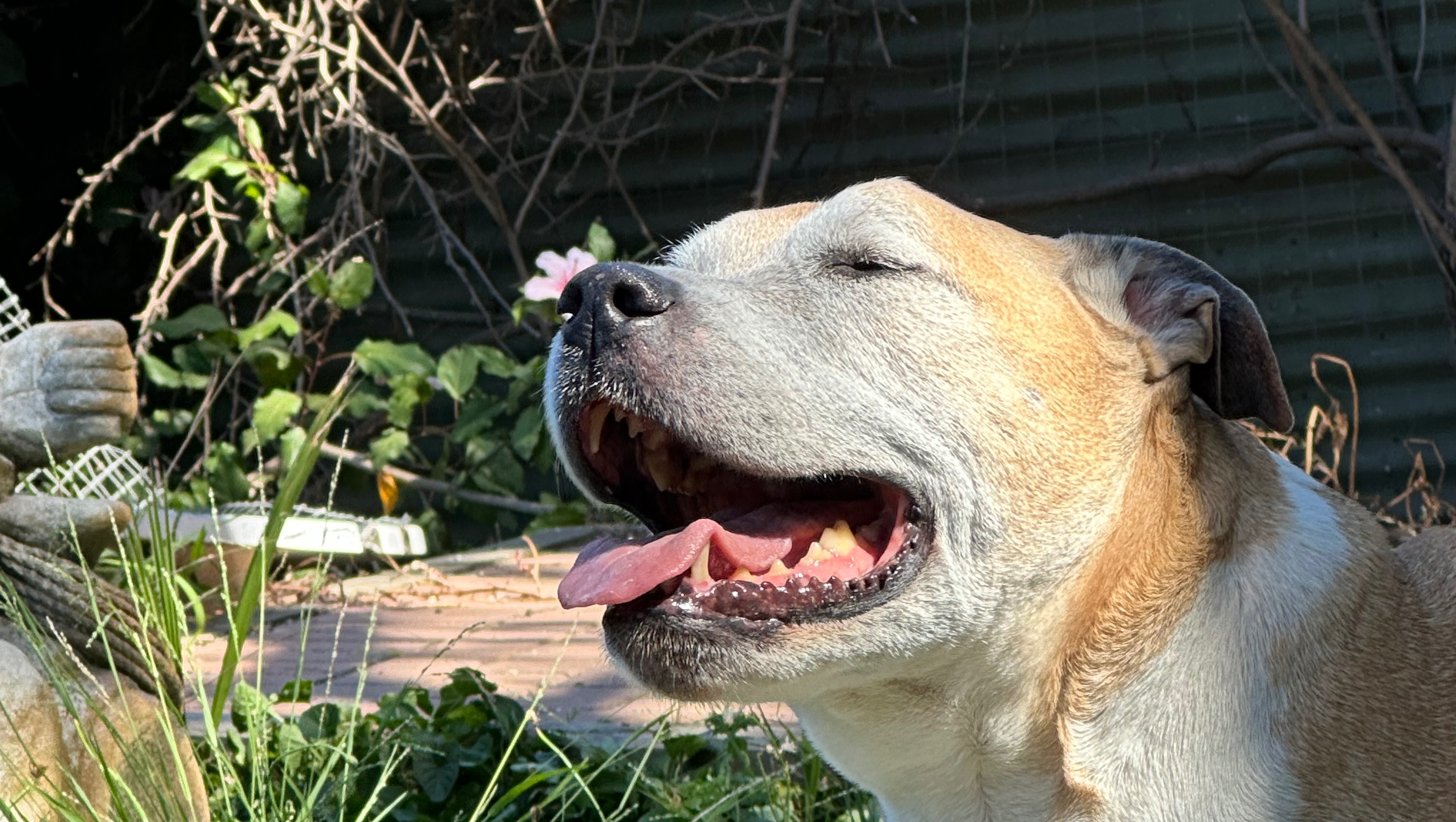 Fundraiser by Grace Pascoe : Dozer’s tumour removal surgery