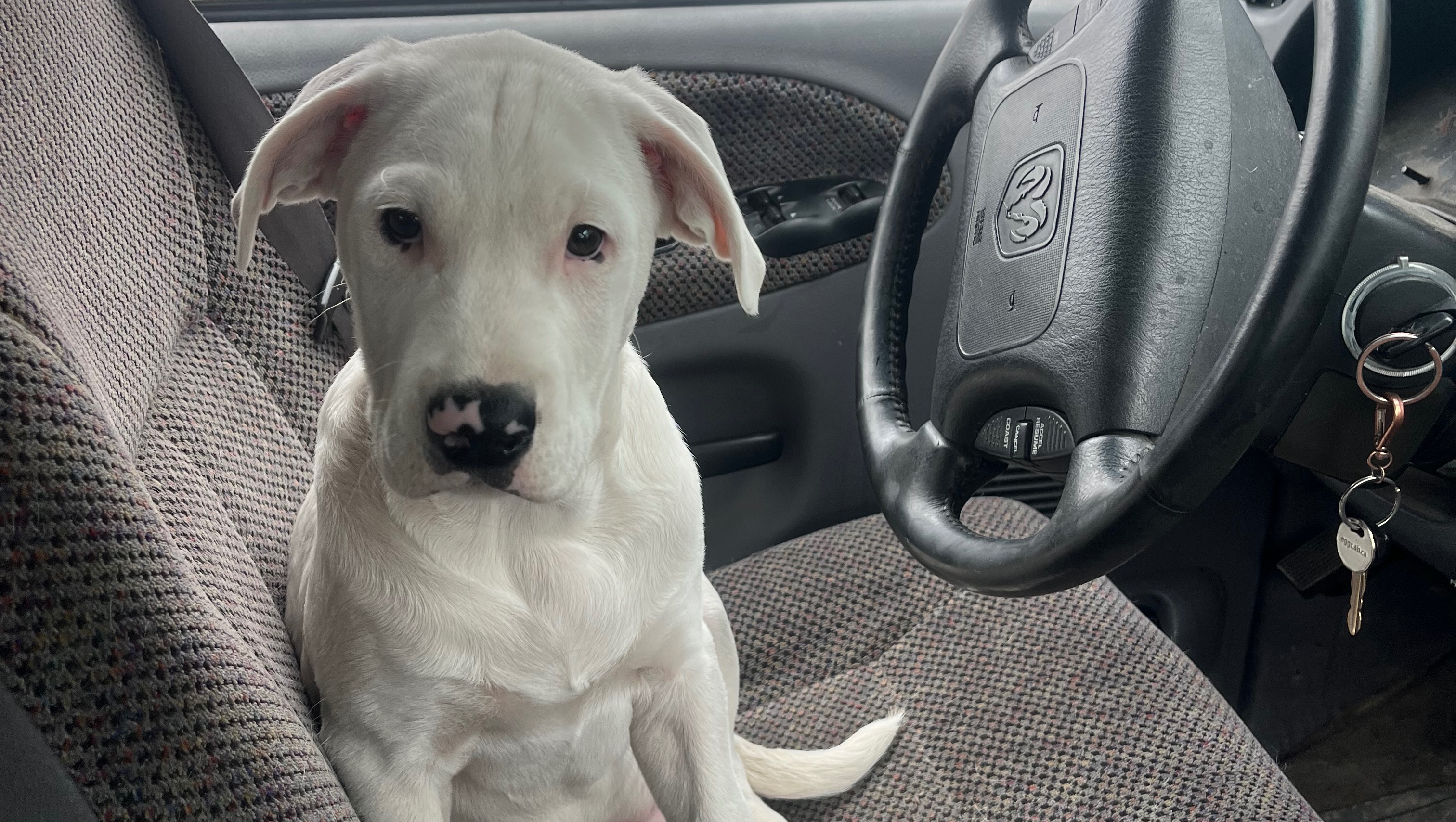 Fundraiser by Shianne Hamilton : Odins medical emergency