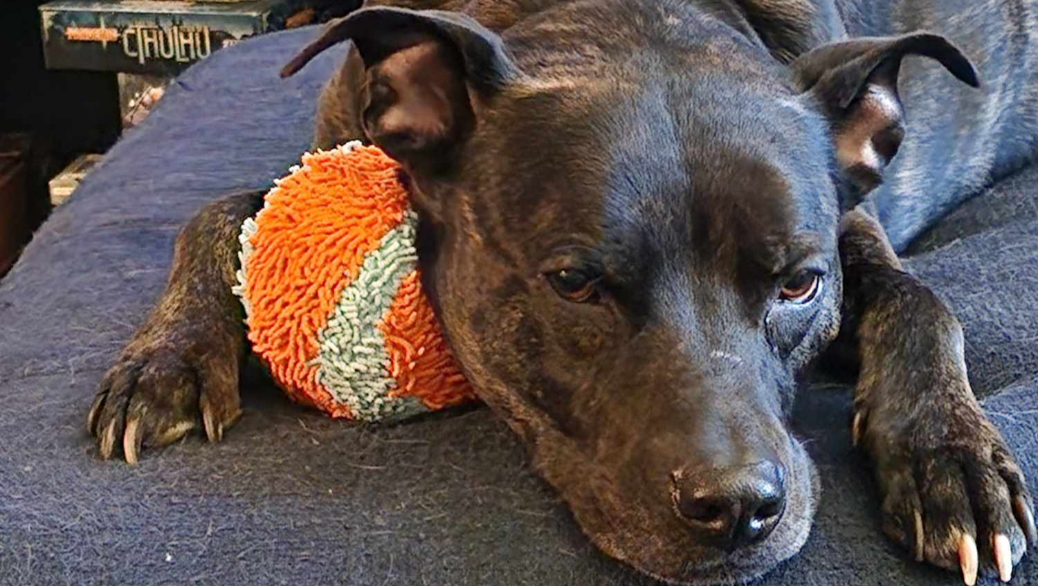 Fundraiser for Dyllan Carignan by Sarah Gamblin : Theseus and his family