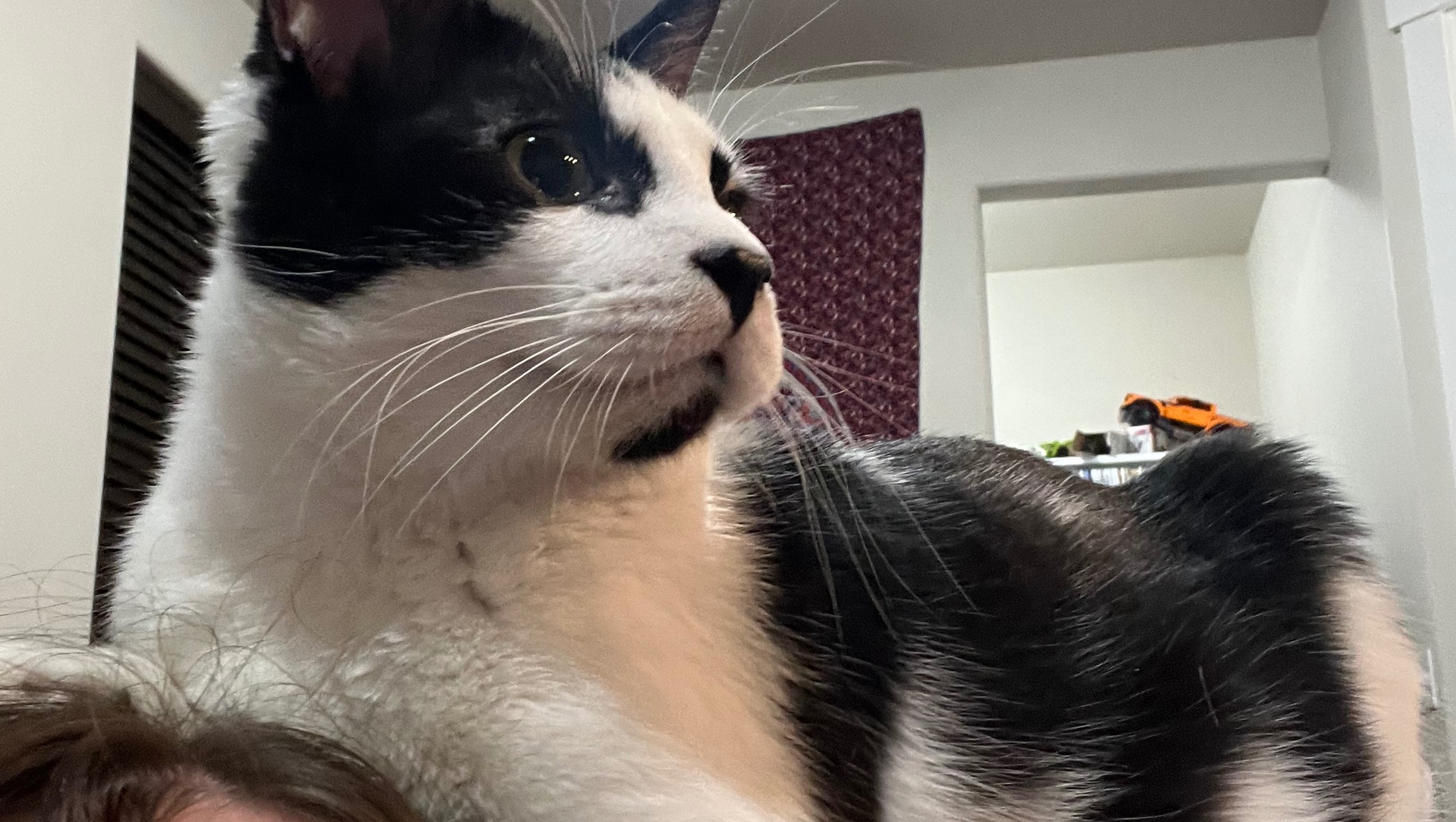 Fundraiser by Jaiden Ferguson : Biscuits medical bills